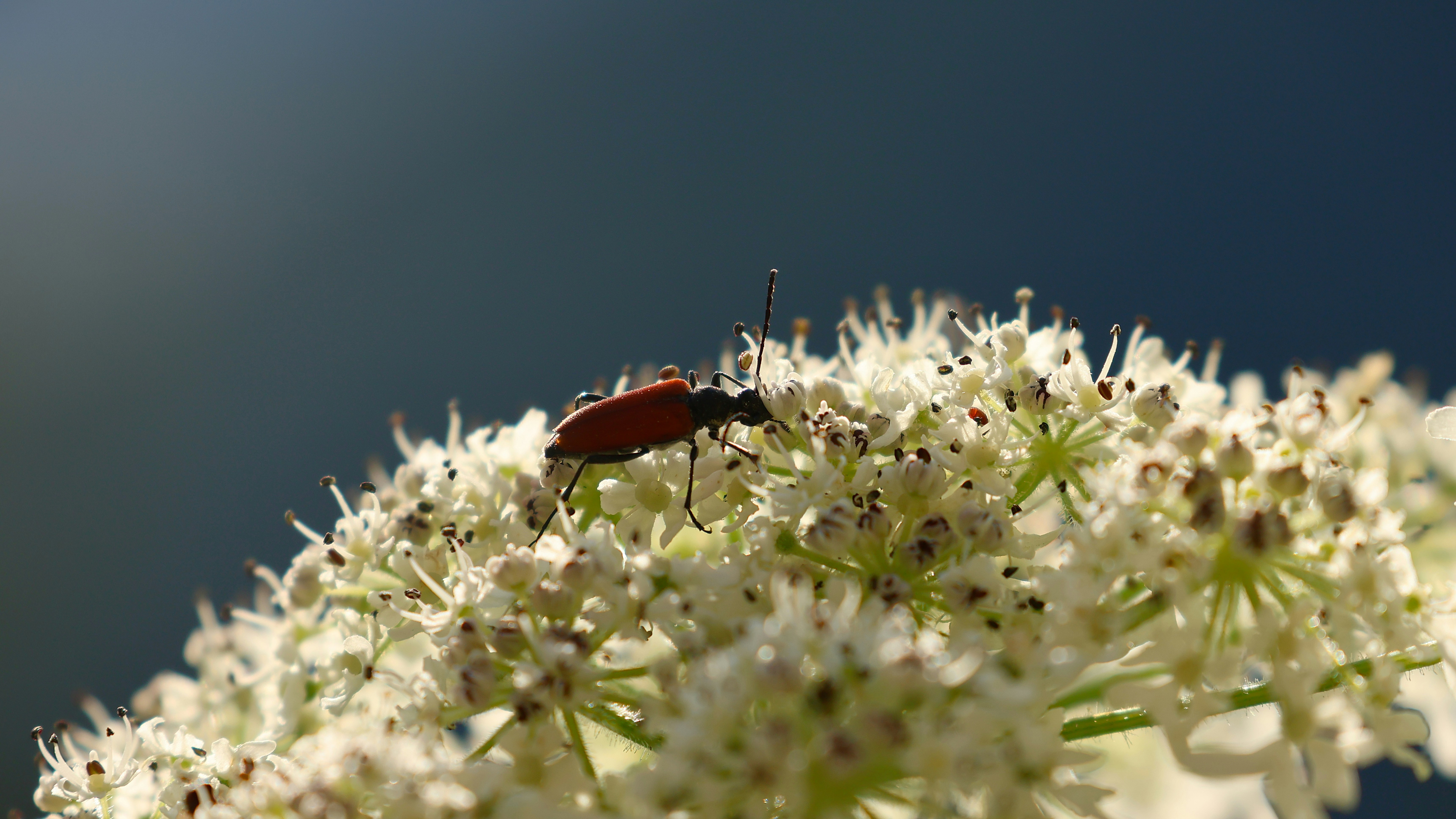 Scarlet Beetle on a Cloud of White Bloom