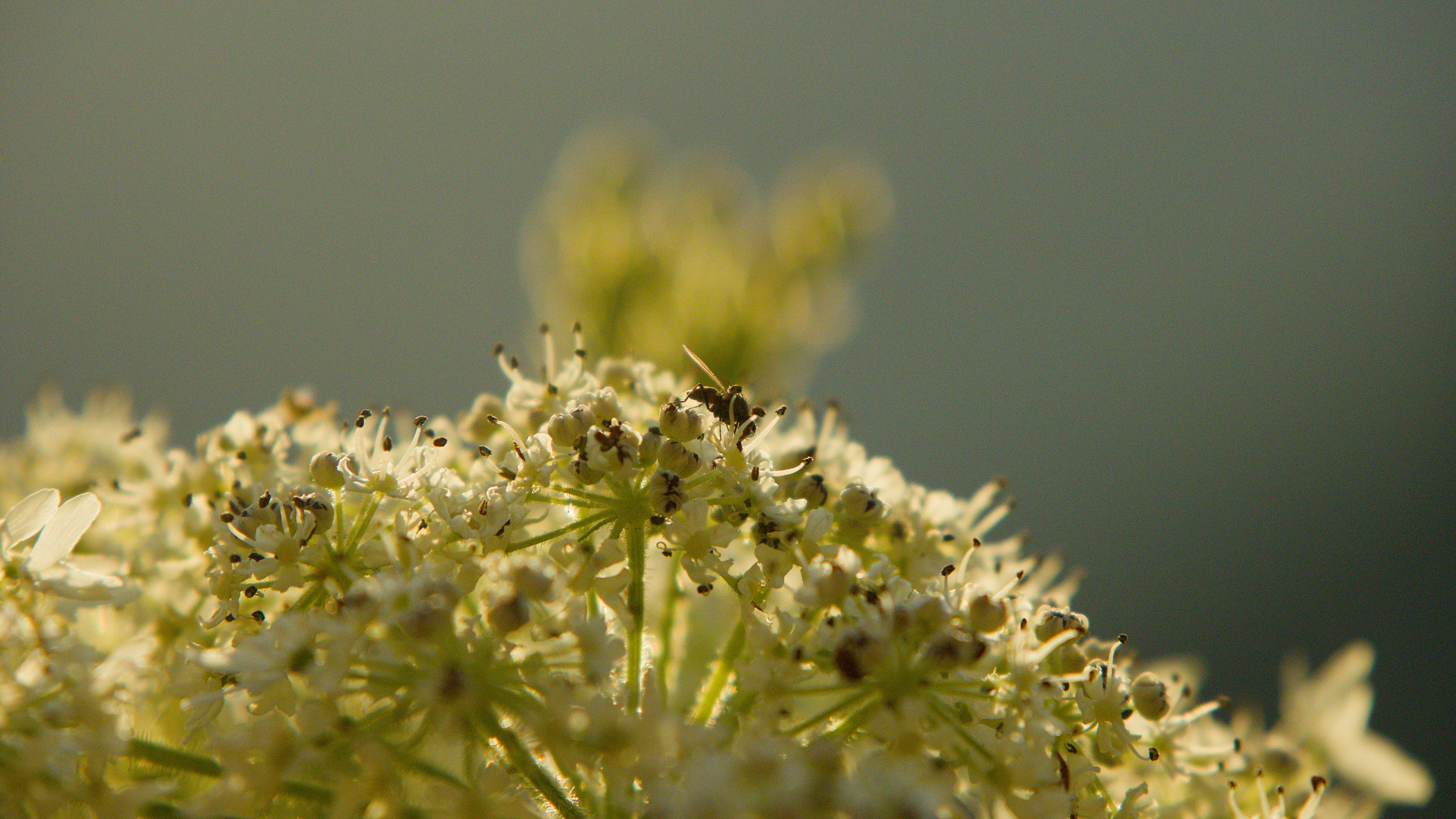 Photo by Damien Reviron with Canon EOS R7