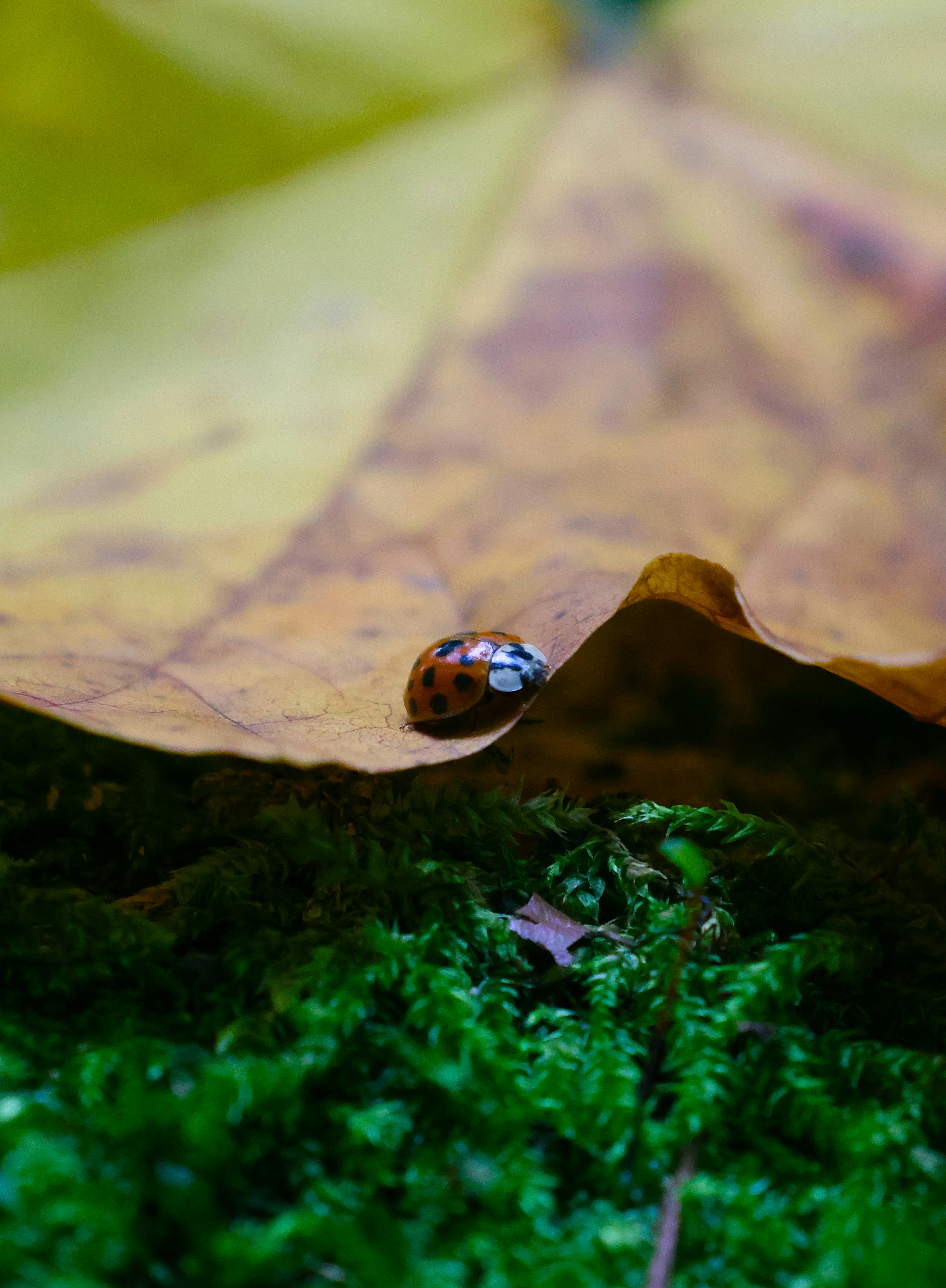 Photo by Damien Reviron with Canon EOS R7