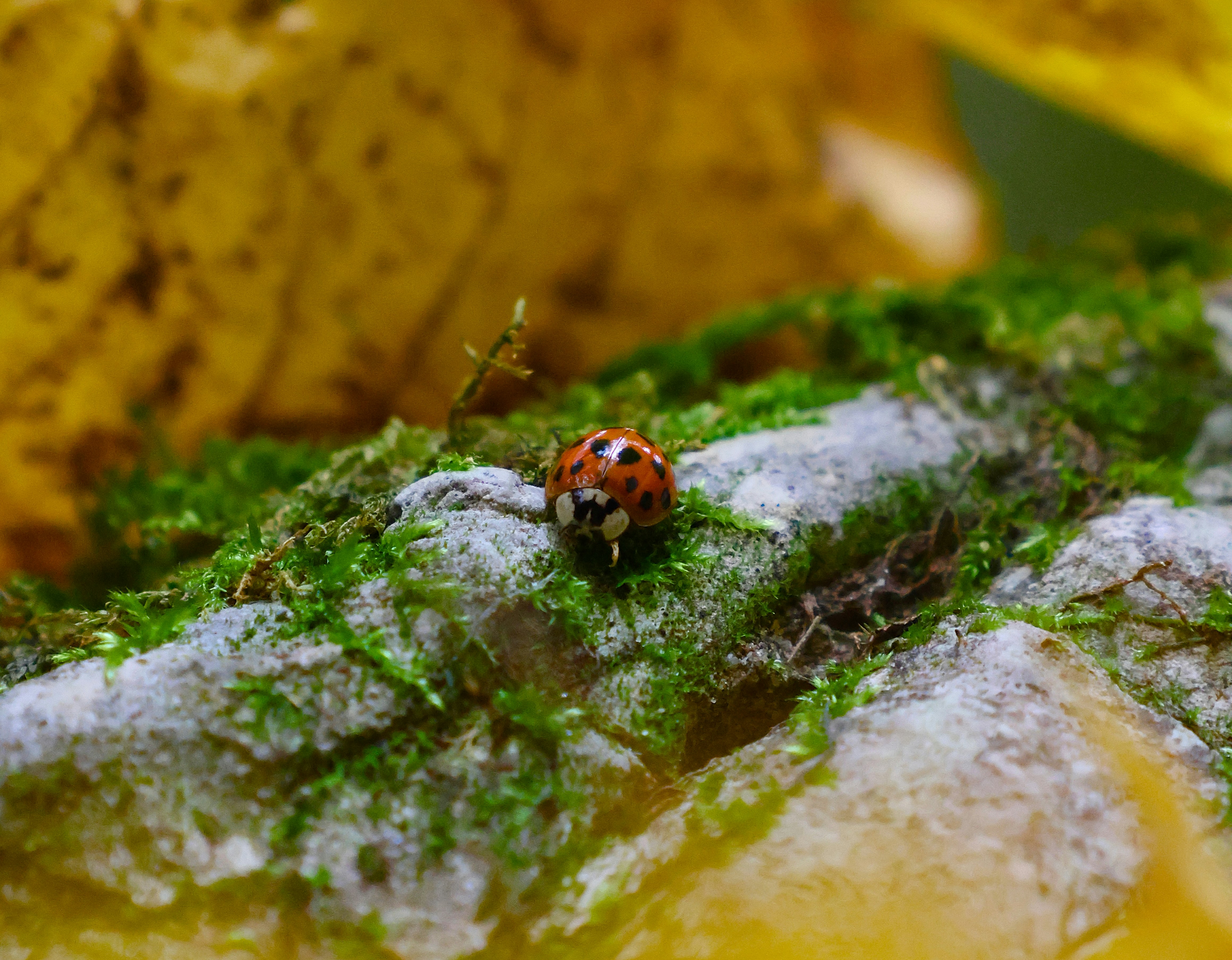 Tiny Firefly on a Mossy Stone