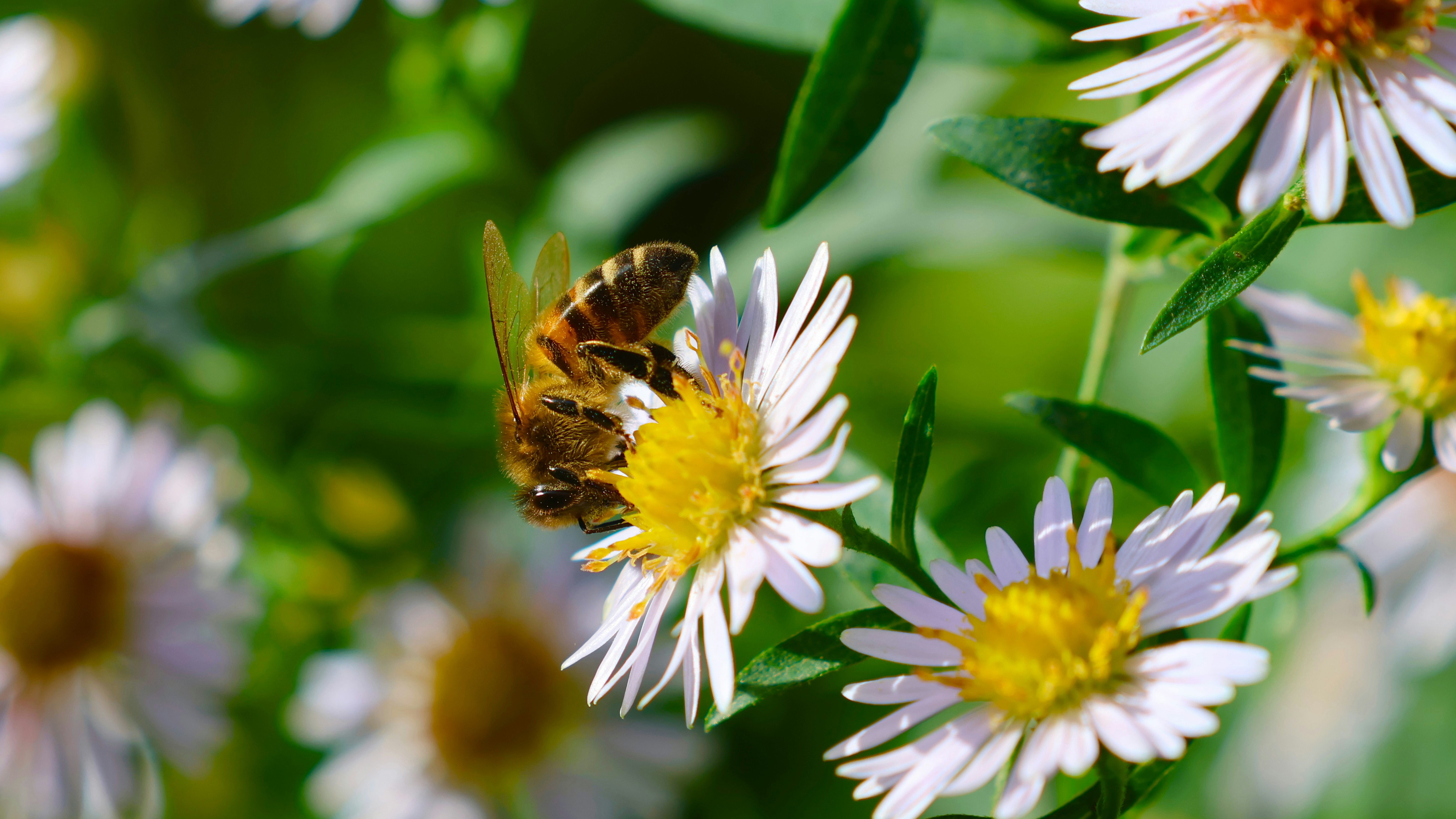 Photo by Damien Reviron with Canon EOS R7