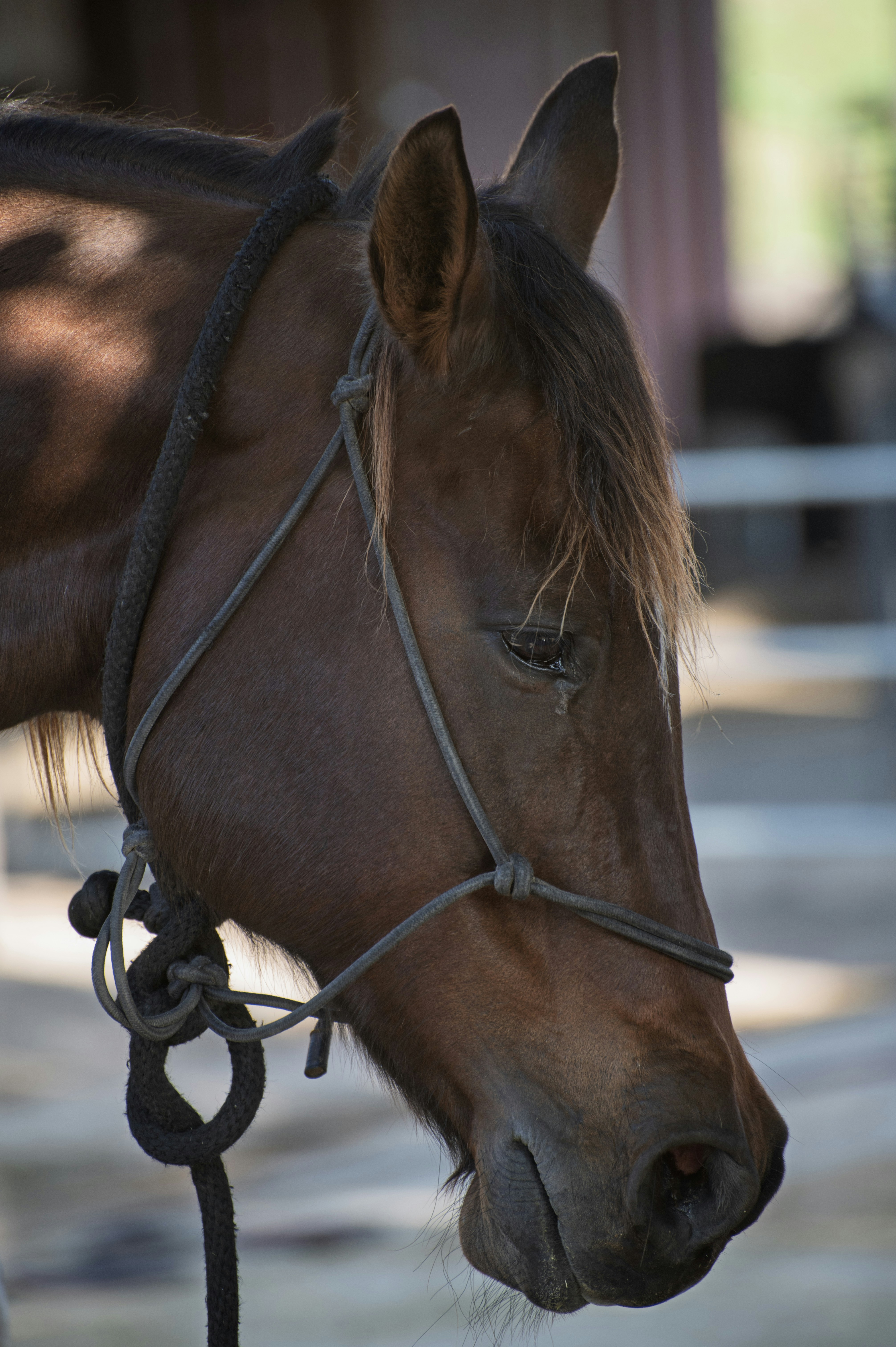 Photo by Trac Vu with Nikon D780