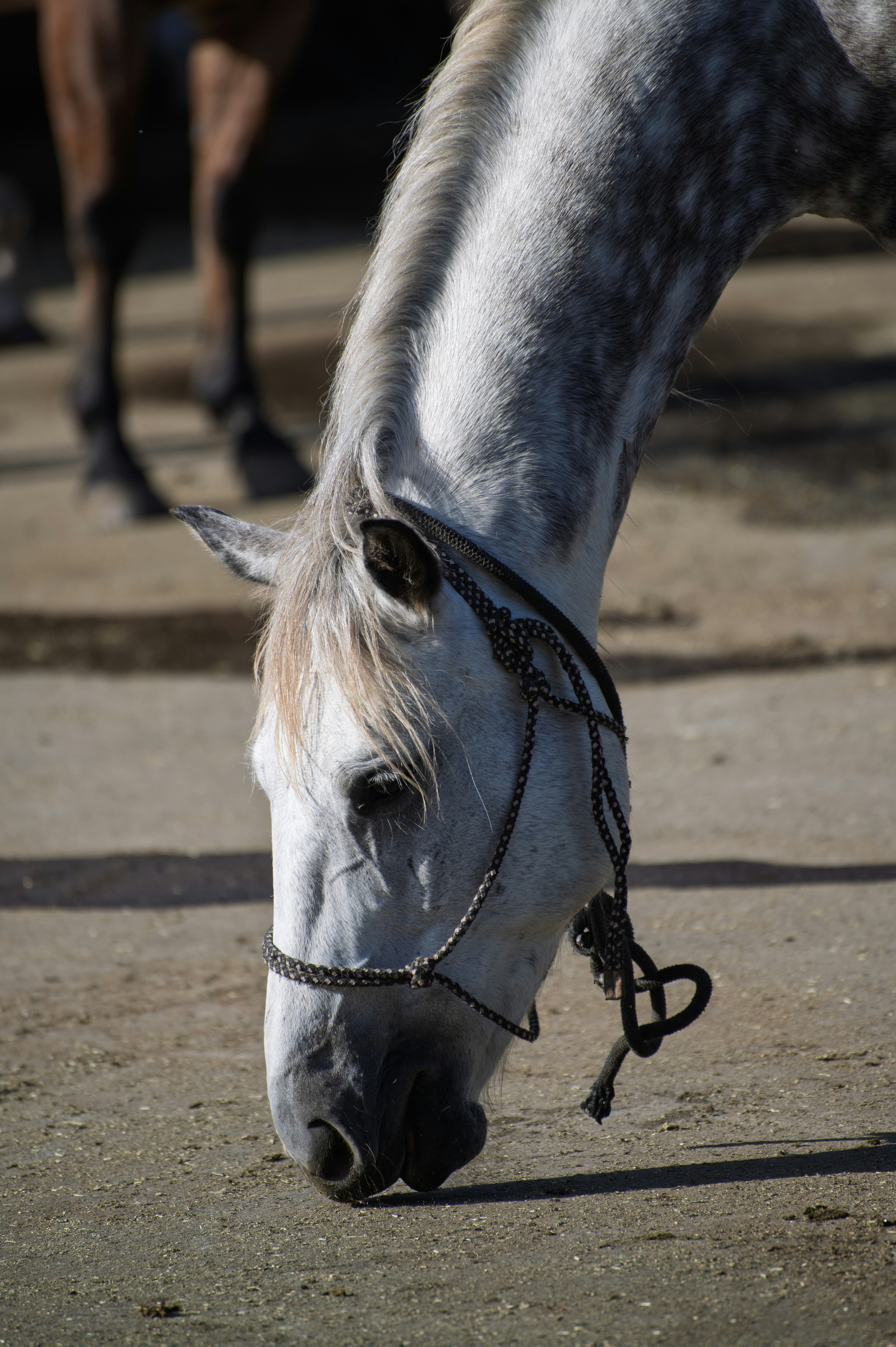 White Thoroughbred Nuzzles Ground with Tethered Bridle in Daylight