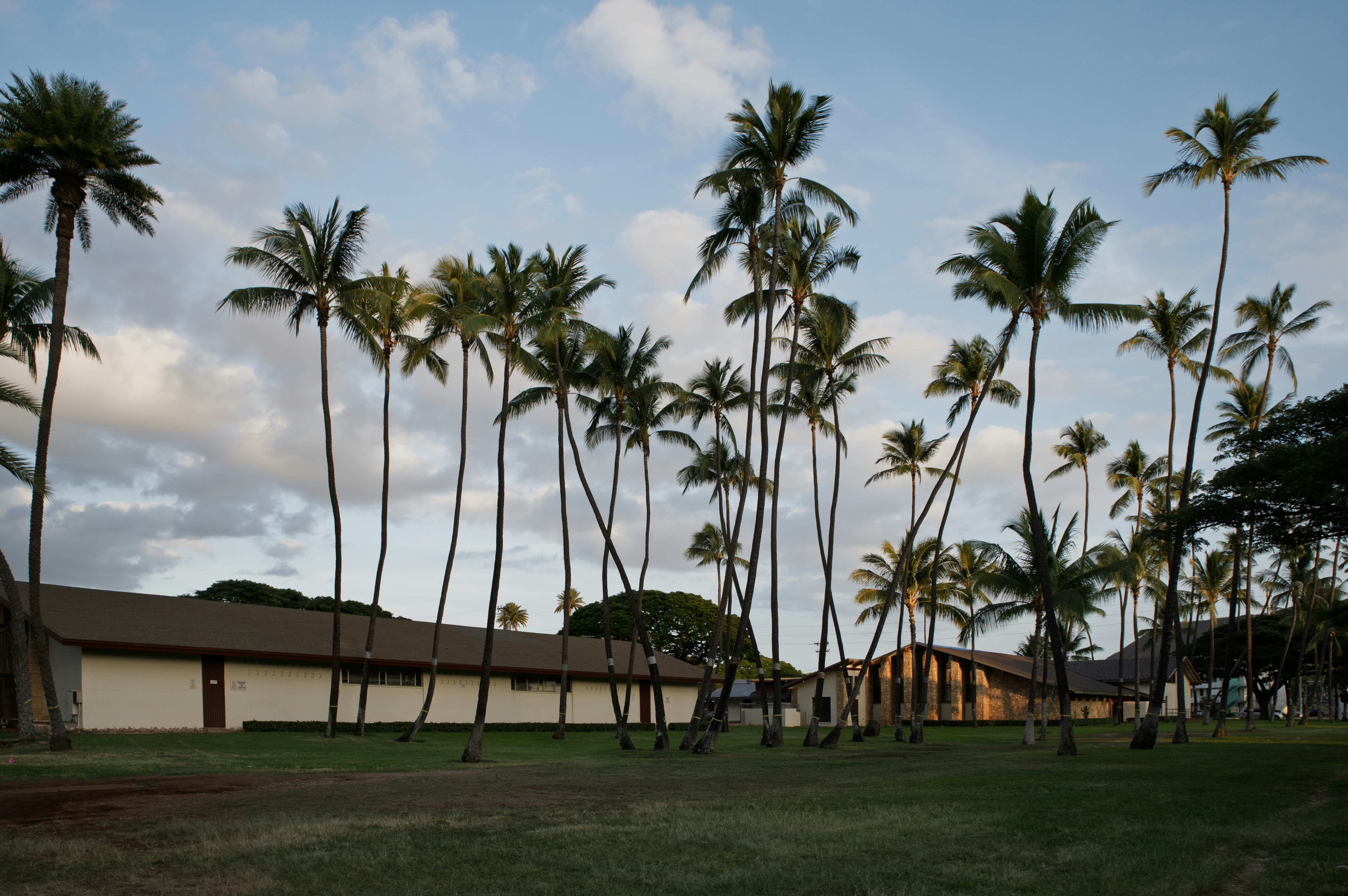 Palm Alley at Dusk: A Quiet Courtyard Between Long Shadows