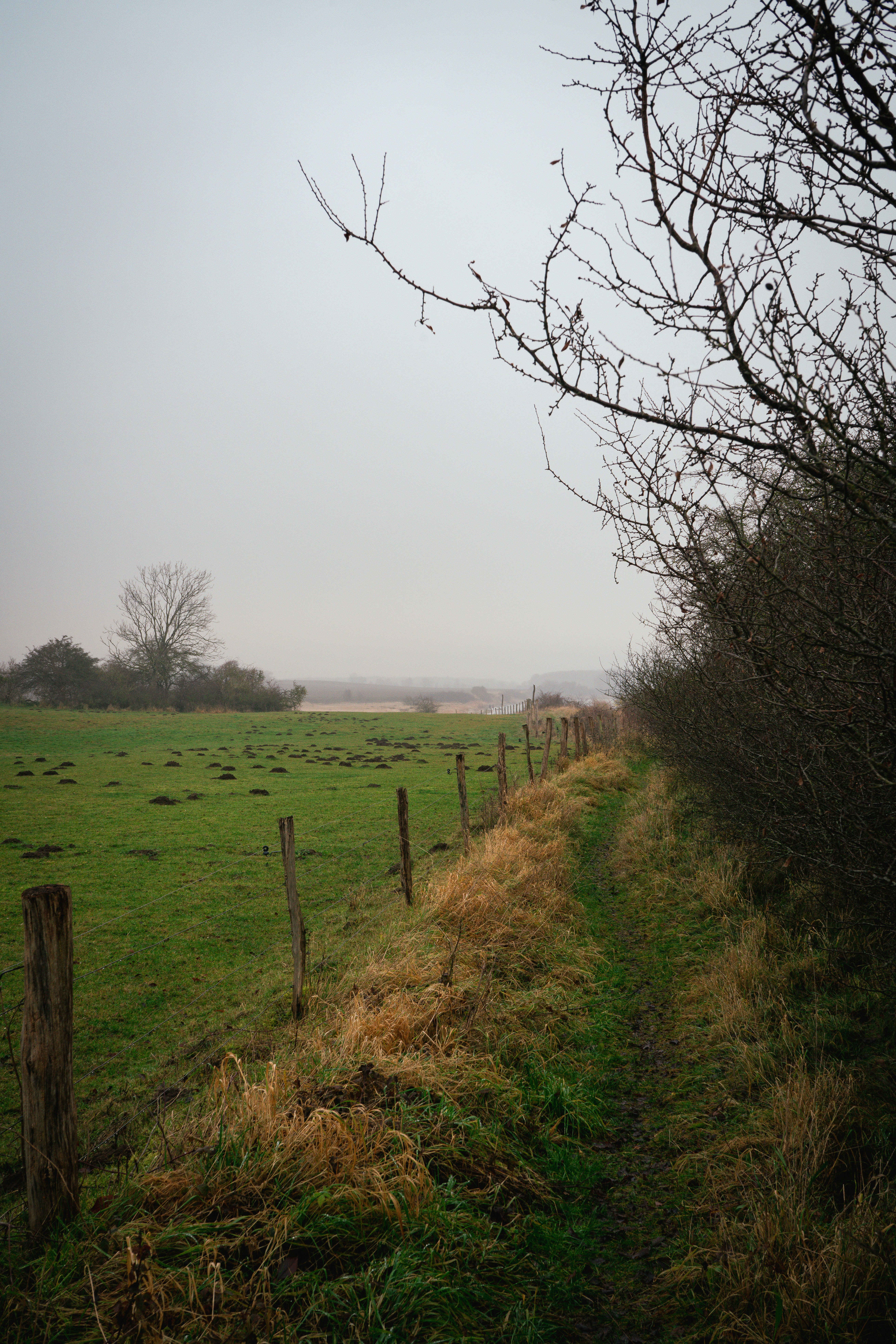 Horizon Fence: a quiet rural path flanked by trees and field