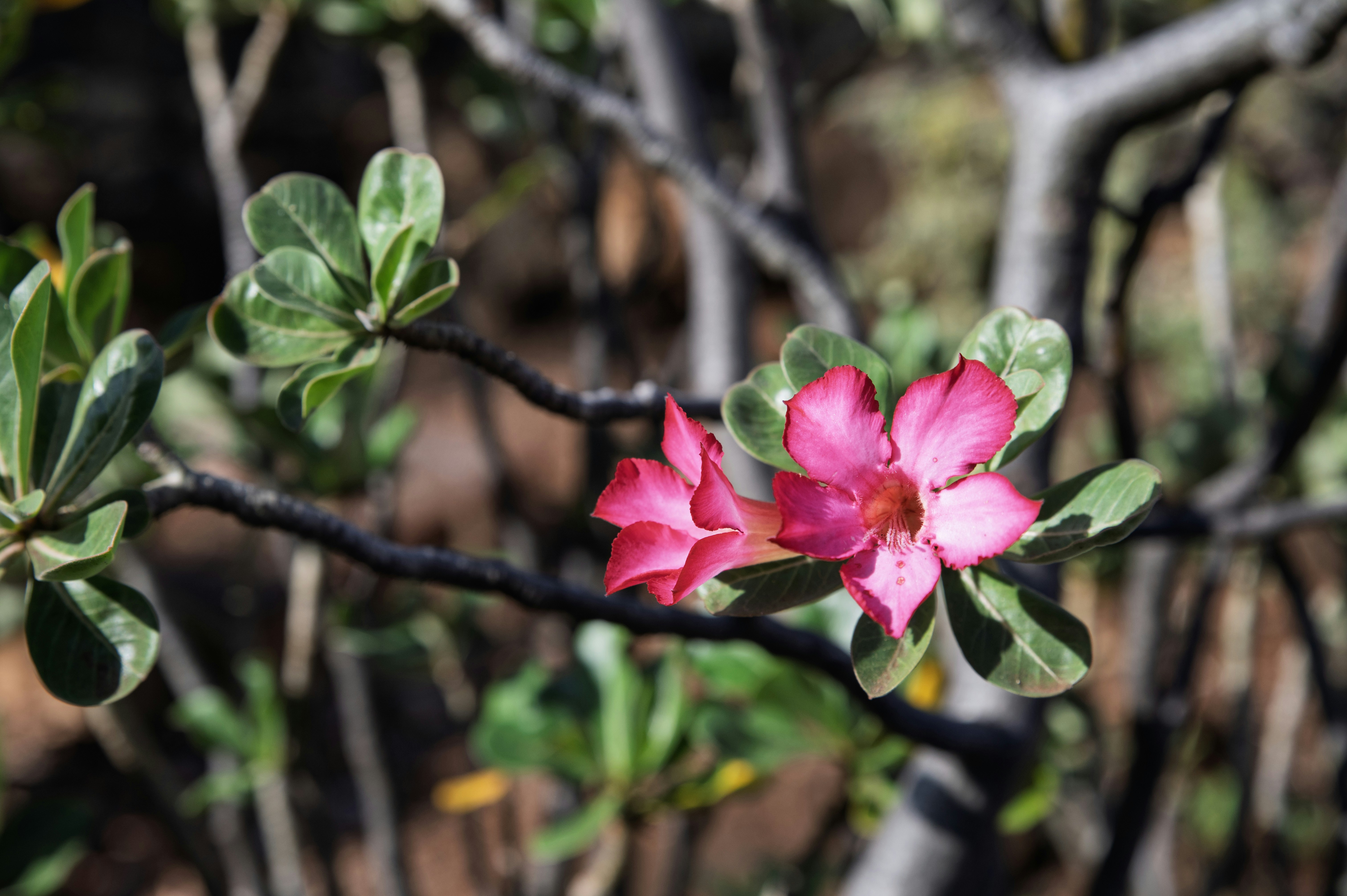 Crimson Bloom on Dark Branches