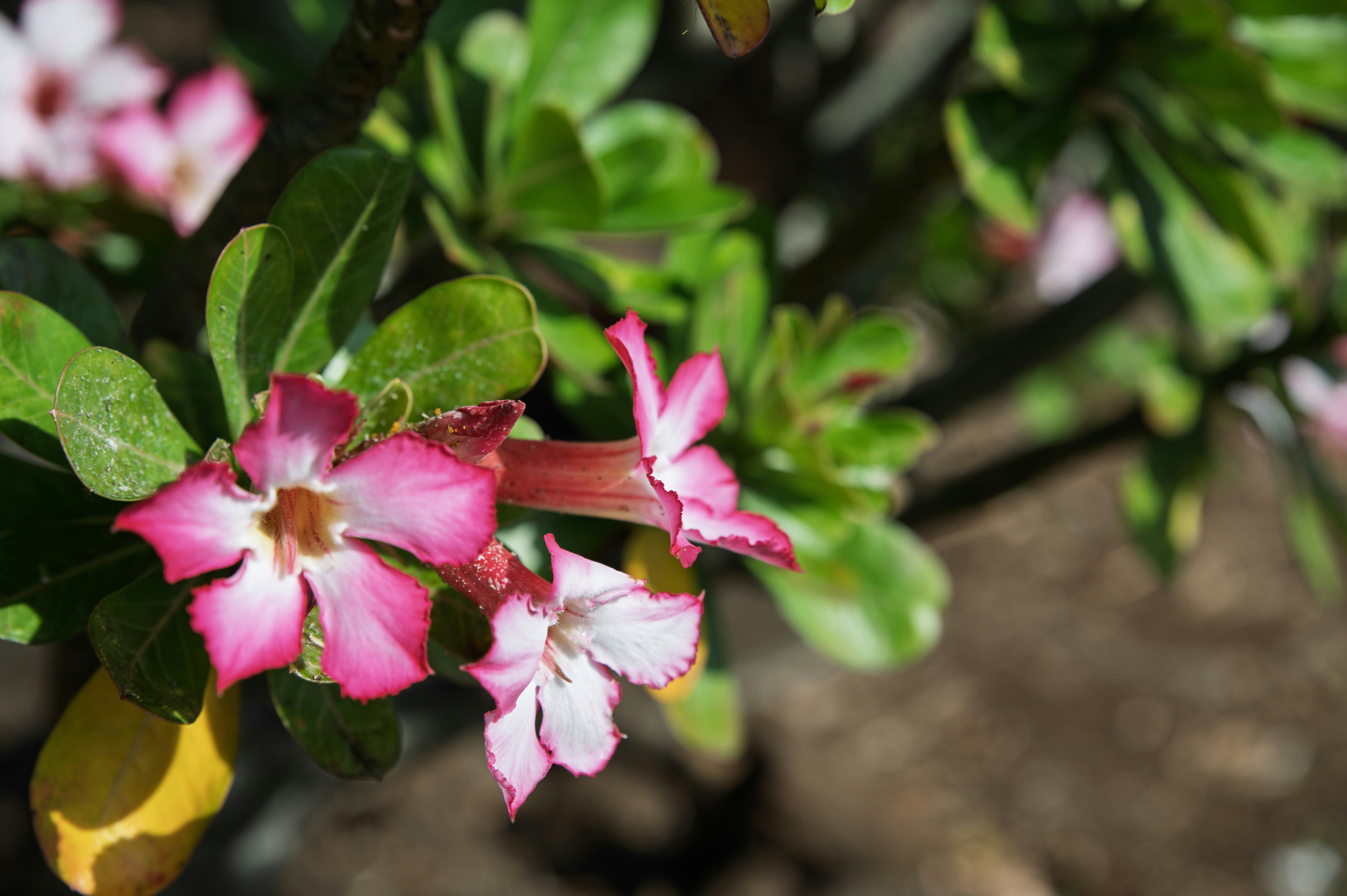 Photo by Trac Vu with Nikon D780