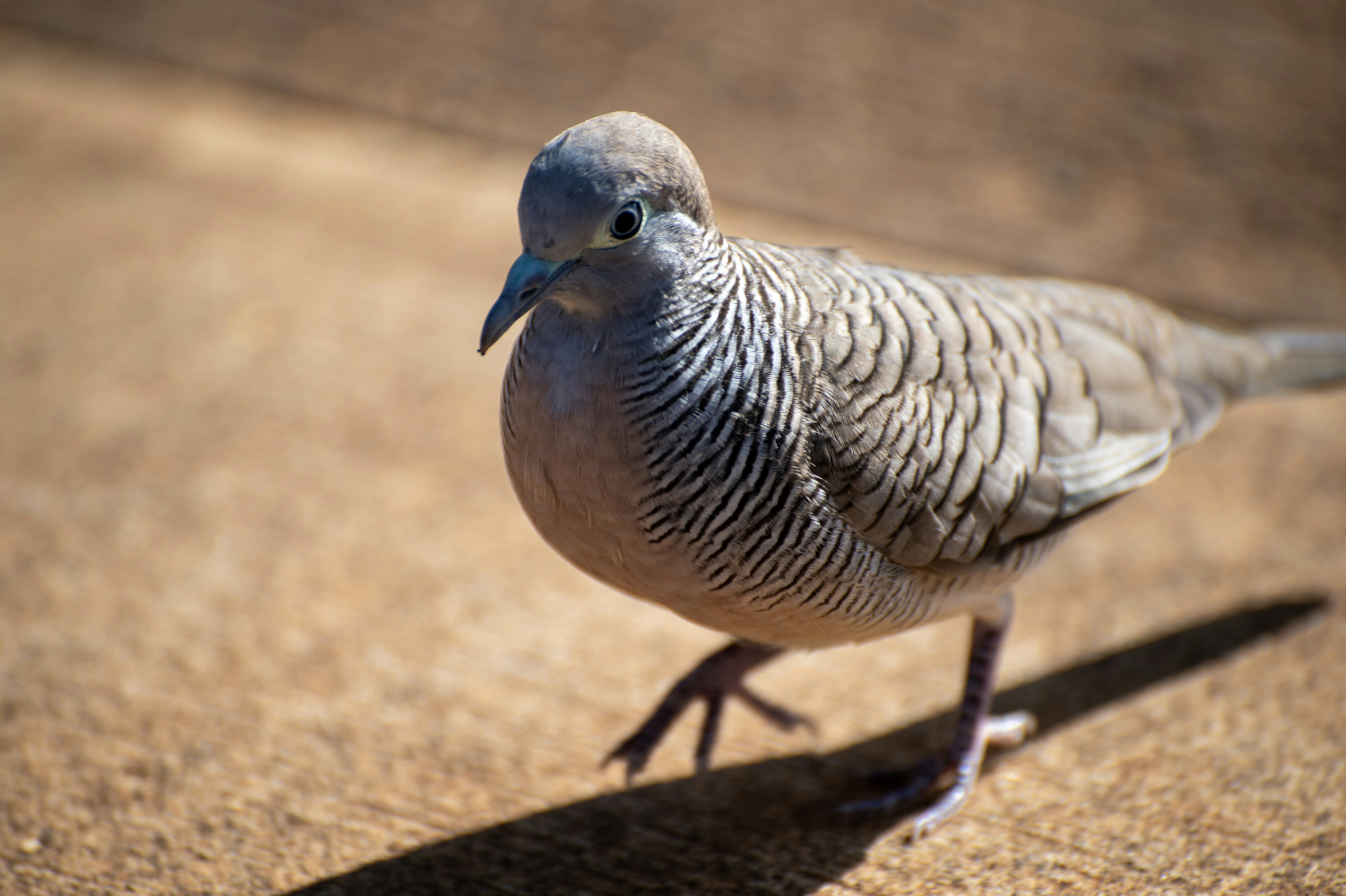 Photo by Trac Vu with Nikon D780