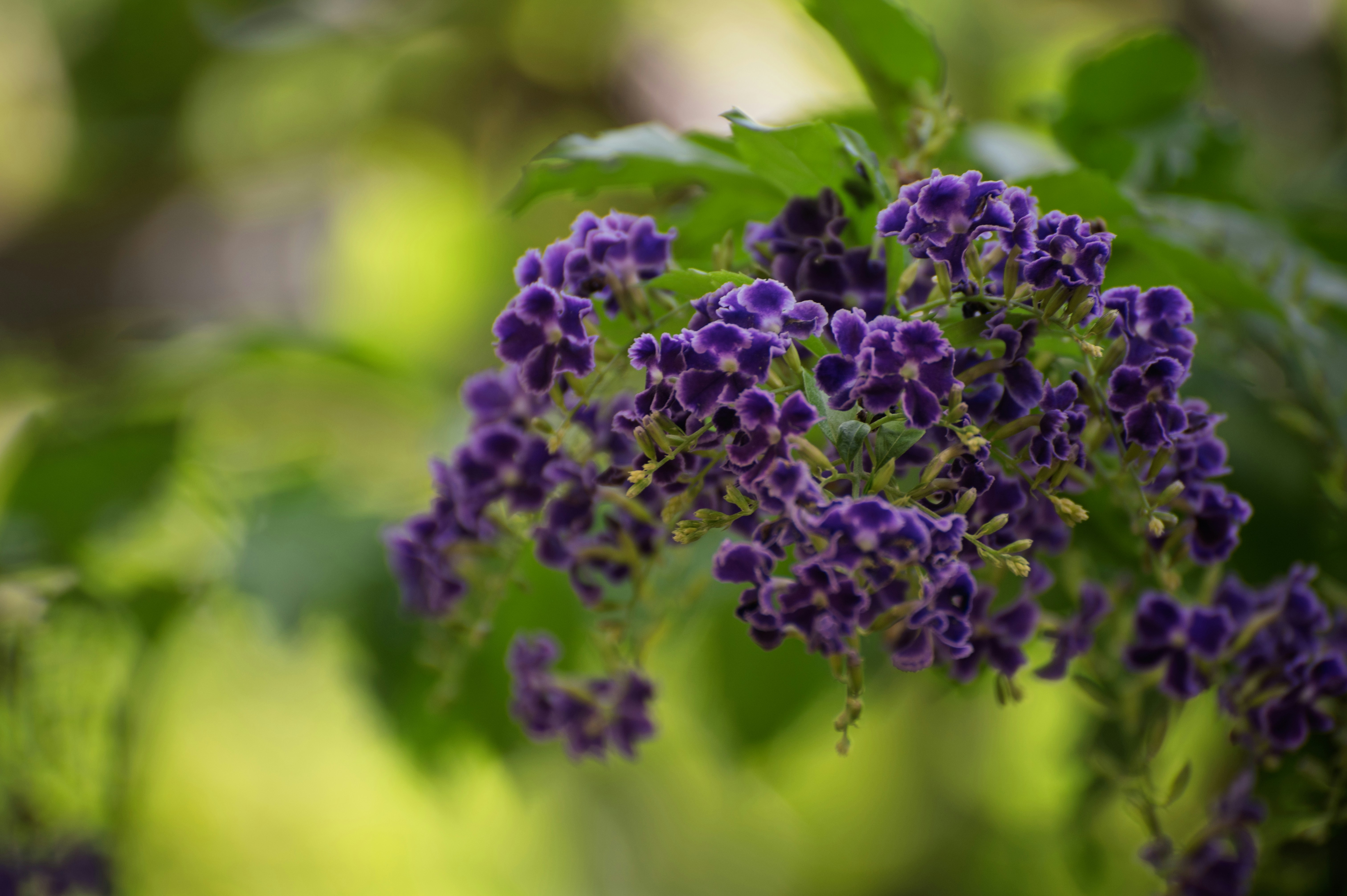 Violet Cluster in Soft Backlit Glow