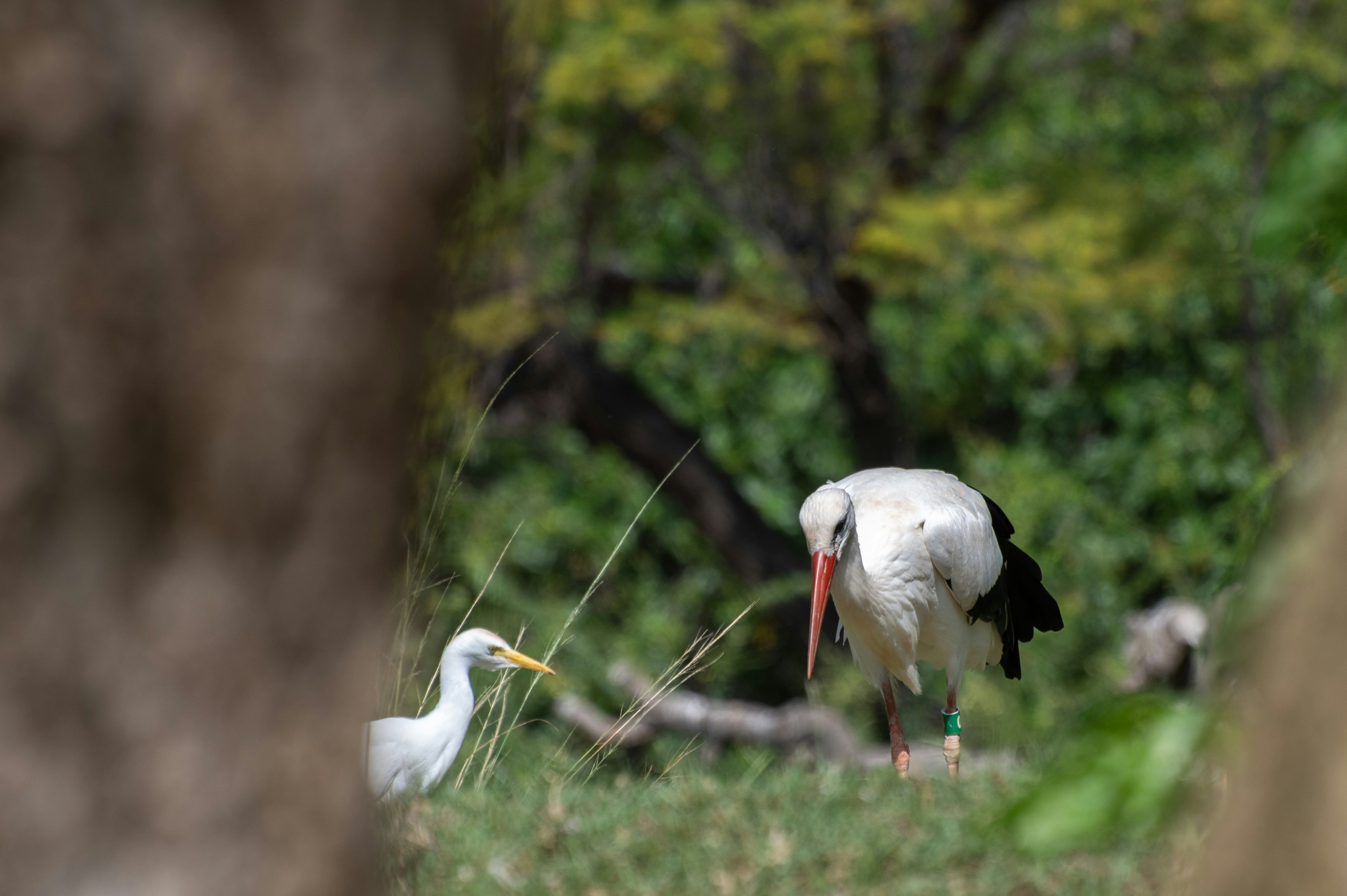 Stalking Heron in the Framed Gaze