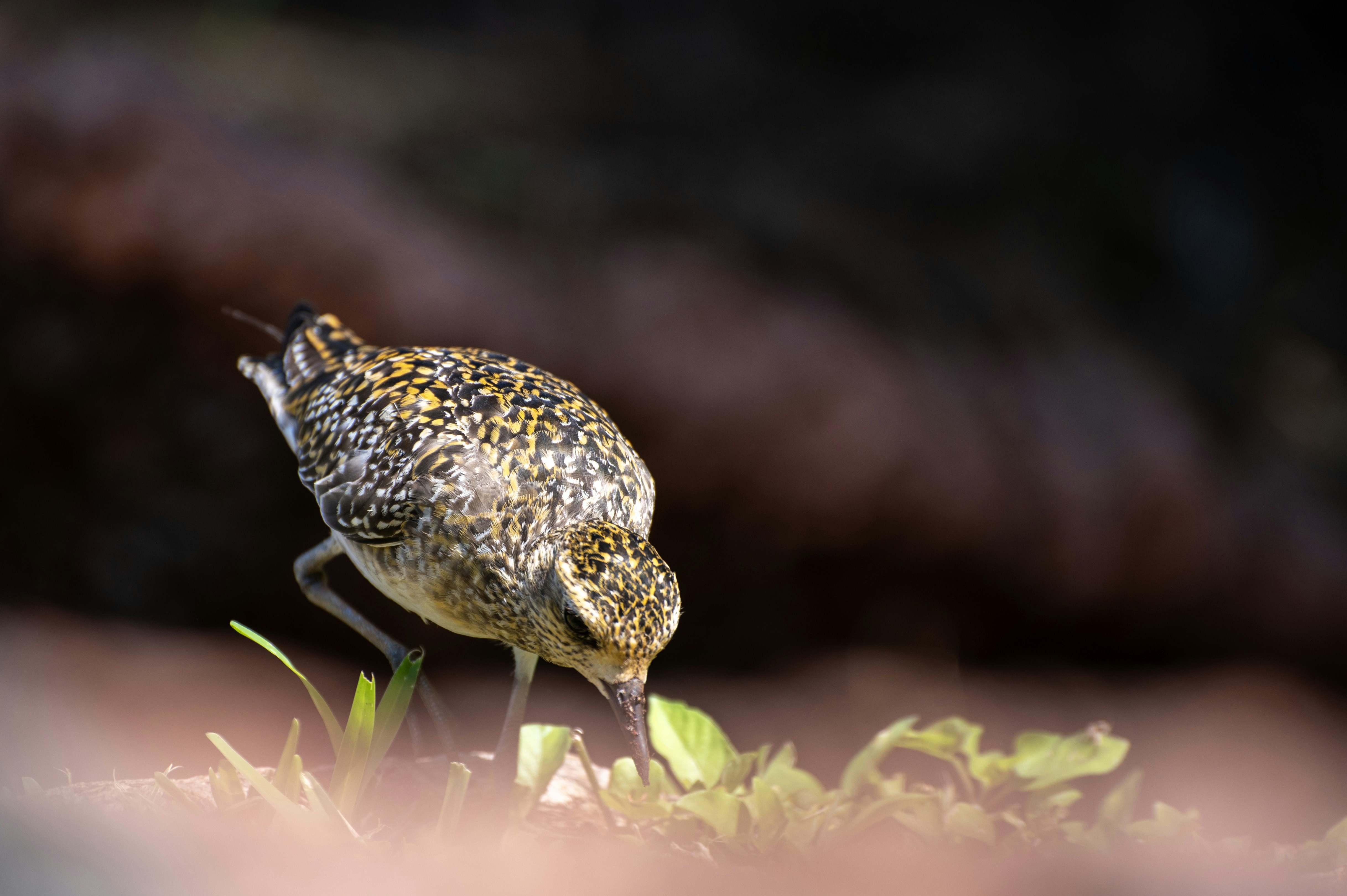 Ground-feeding Wren: A Moment of Quiet Focus