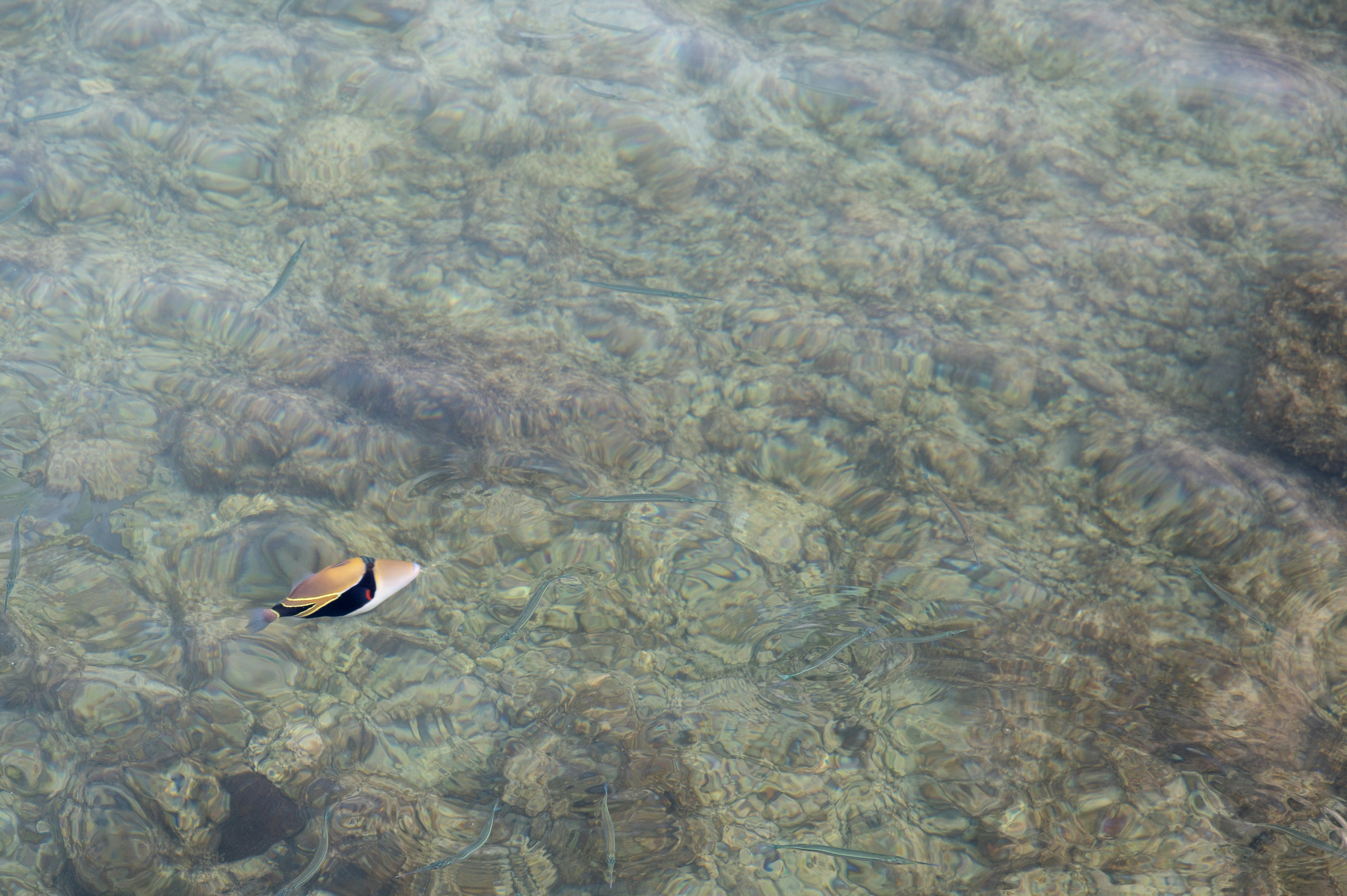 Sunlit Pebble Bed with a Floating Shell