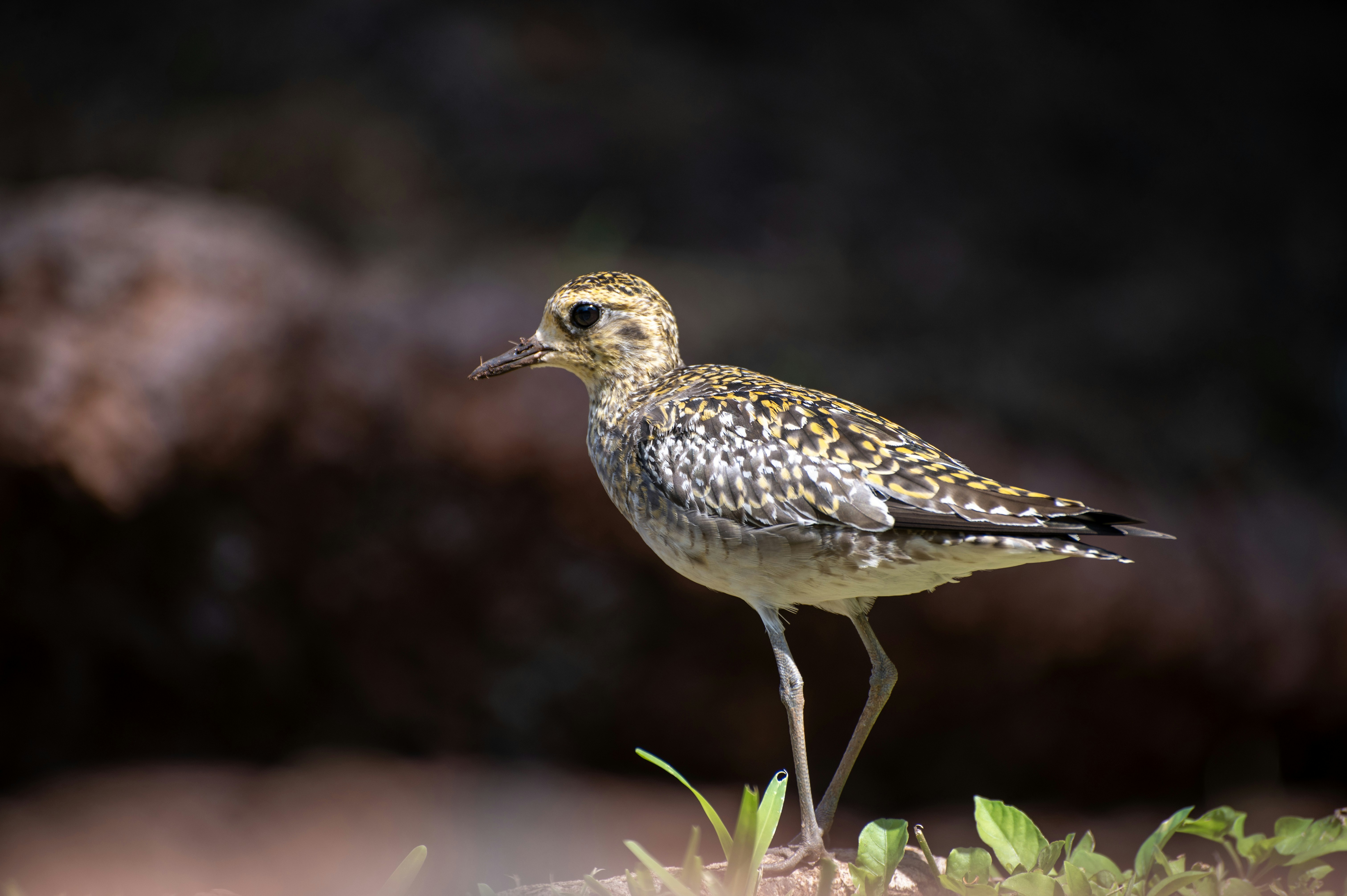 Photo by Trac Vu with Nikon D780