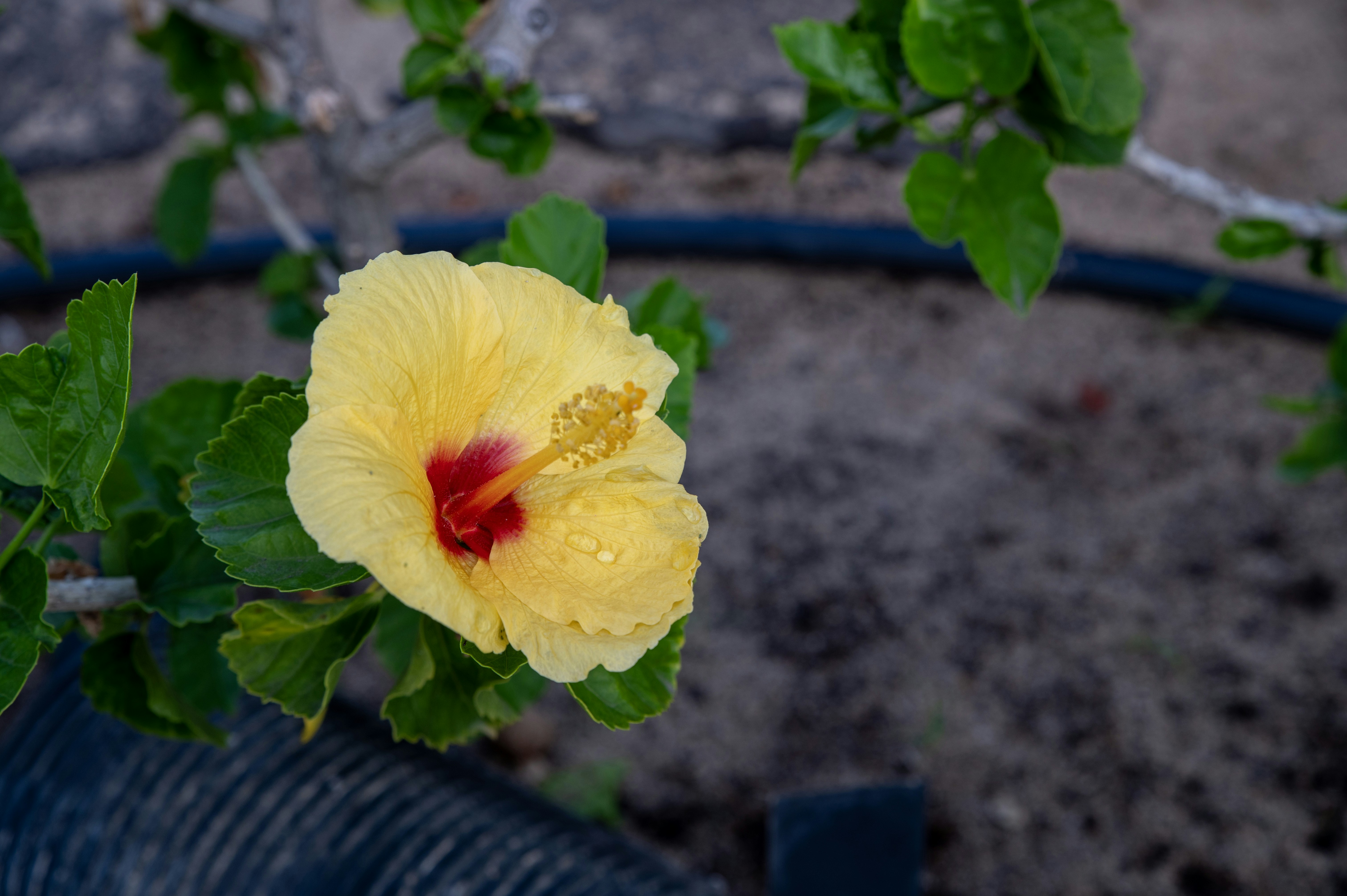 Yellow Hibiscus in Morning Light with Green Foliage