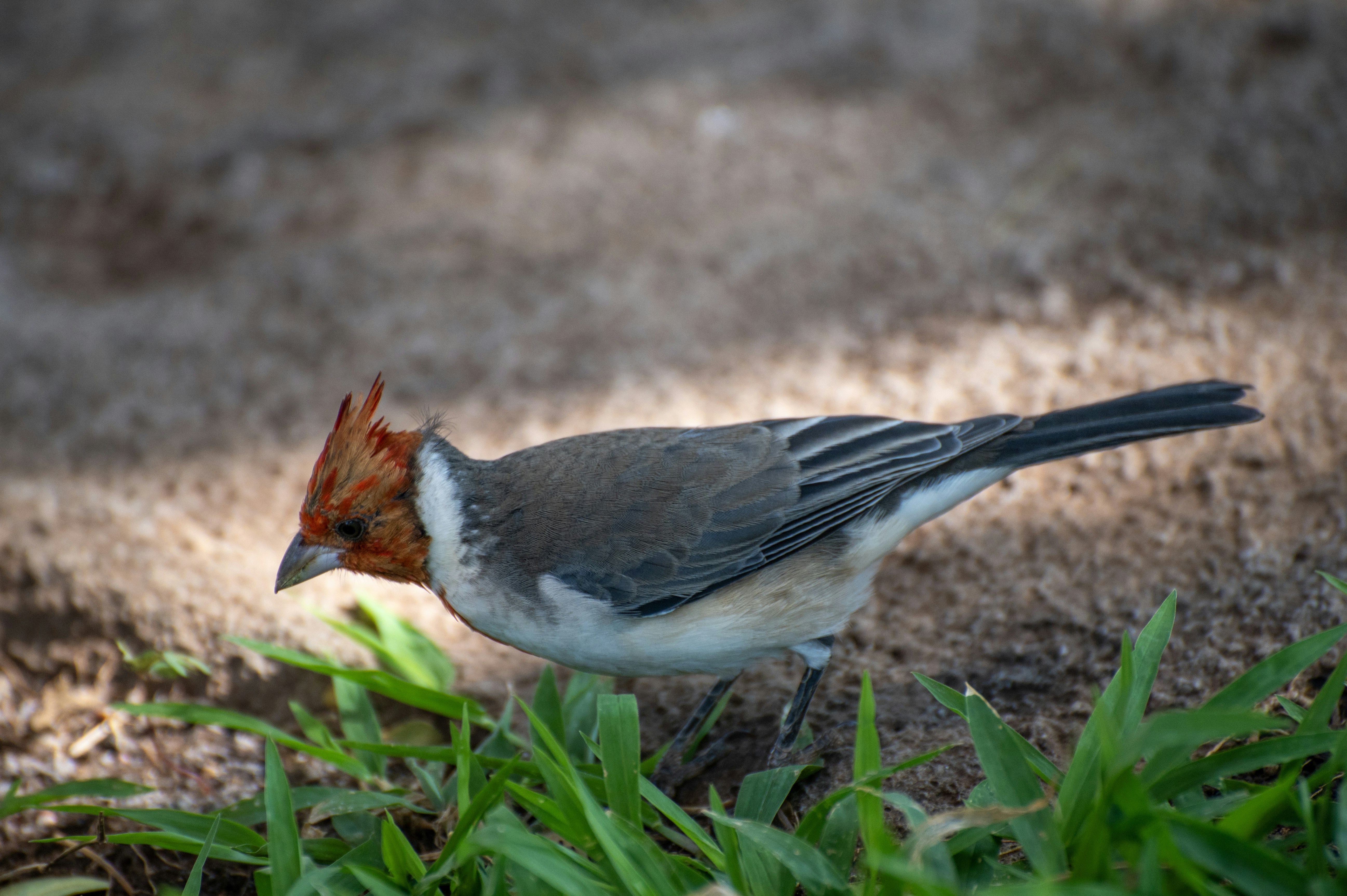 Photo by Trac Vu with Nikon D780