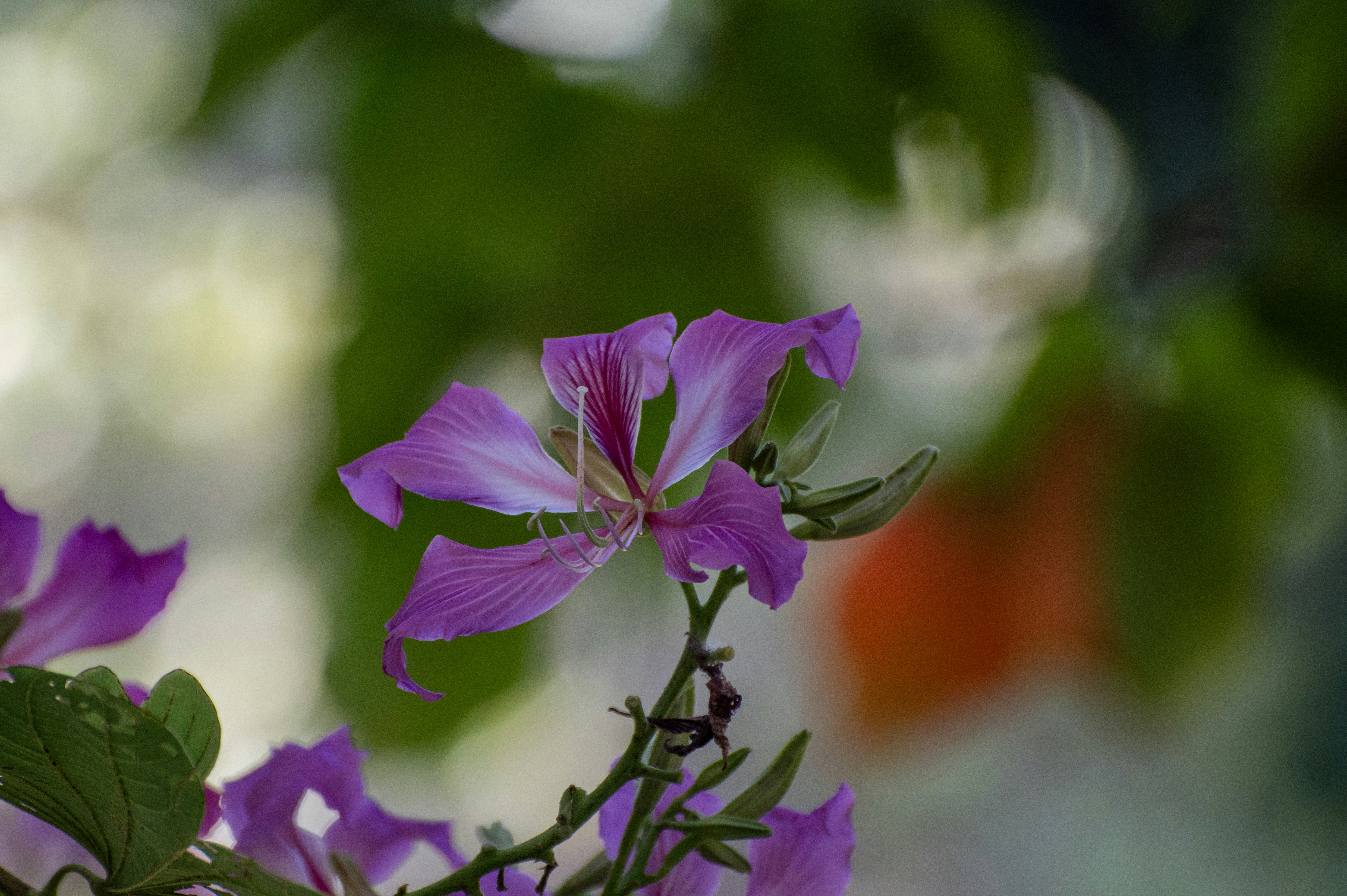 Pink-Garden Bloom: A Close-Up of a Lively Petaled Flower