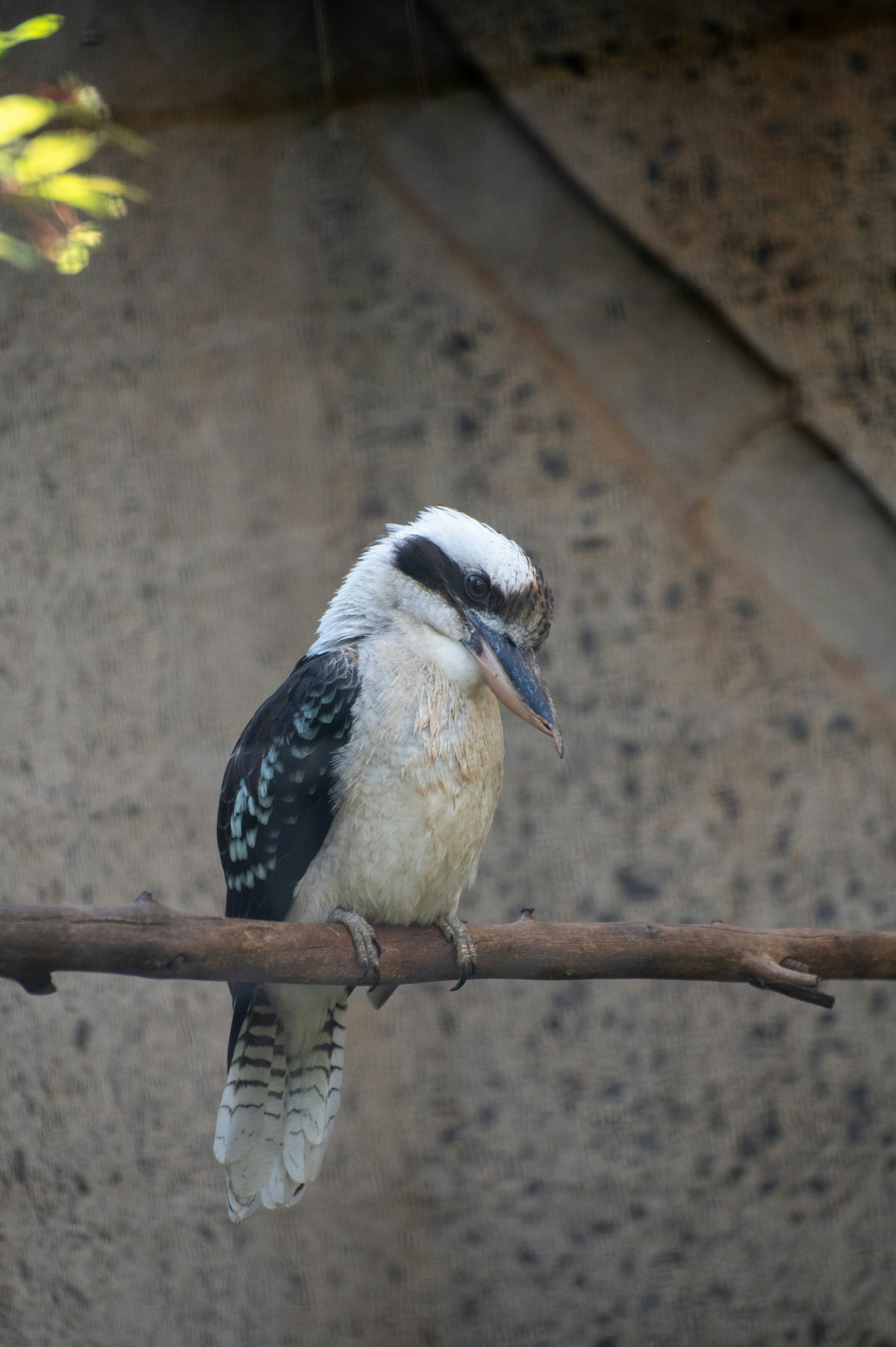 Perched Kingfisher: Quiet Introspection on a Weathered Branch