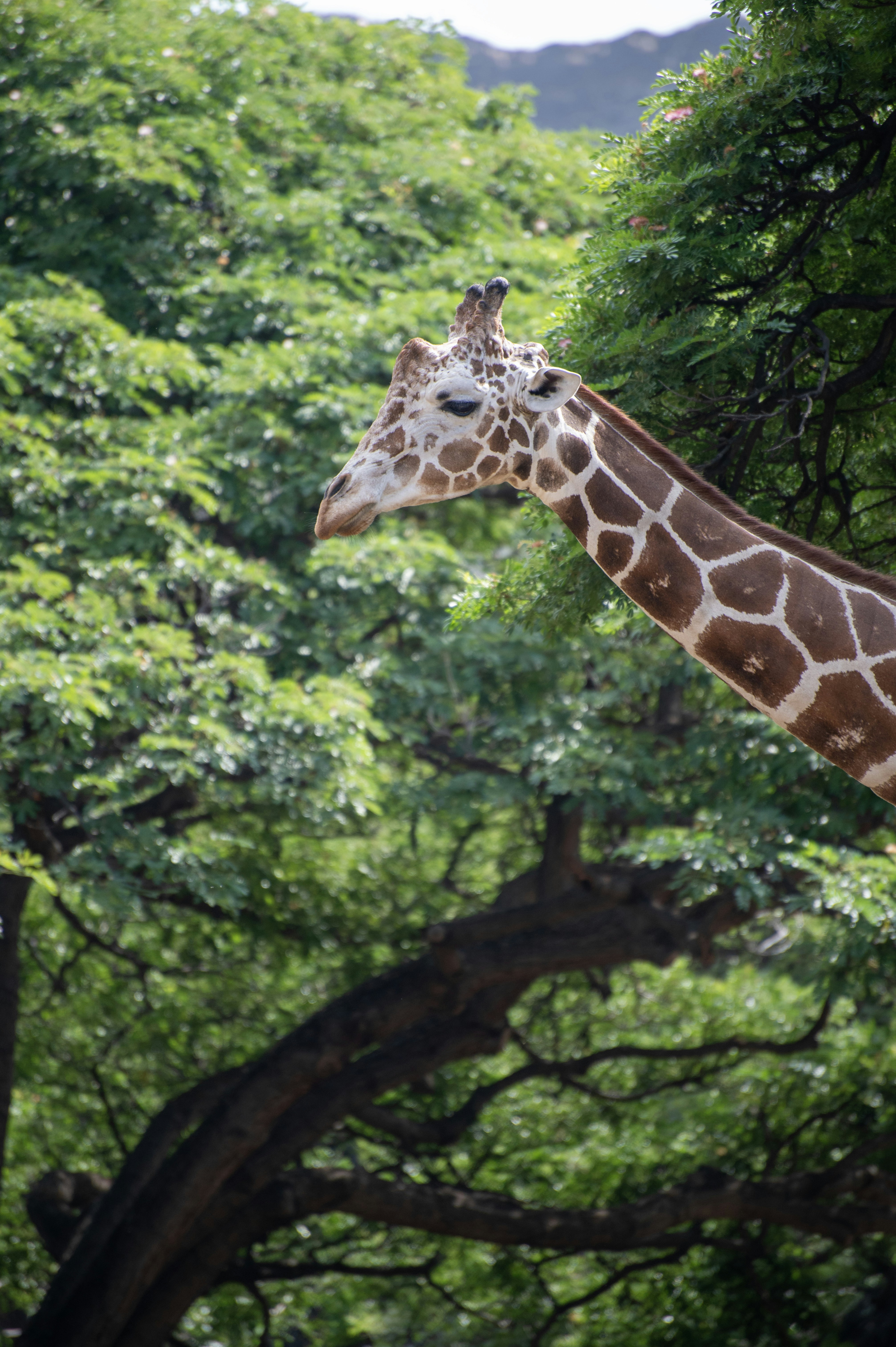 Giraffe Among Green Canopy: A Curious Glance from the Haze of Leaves