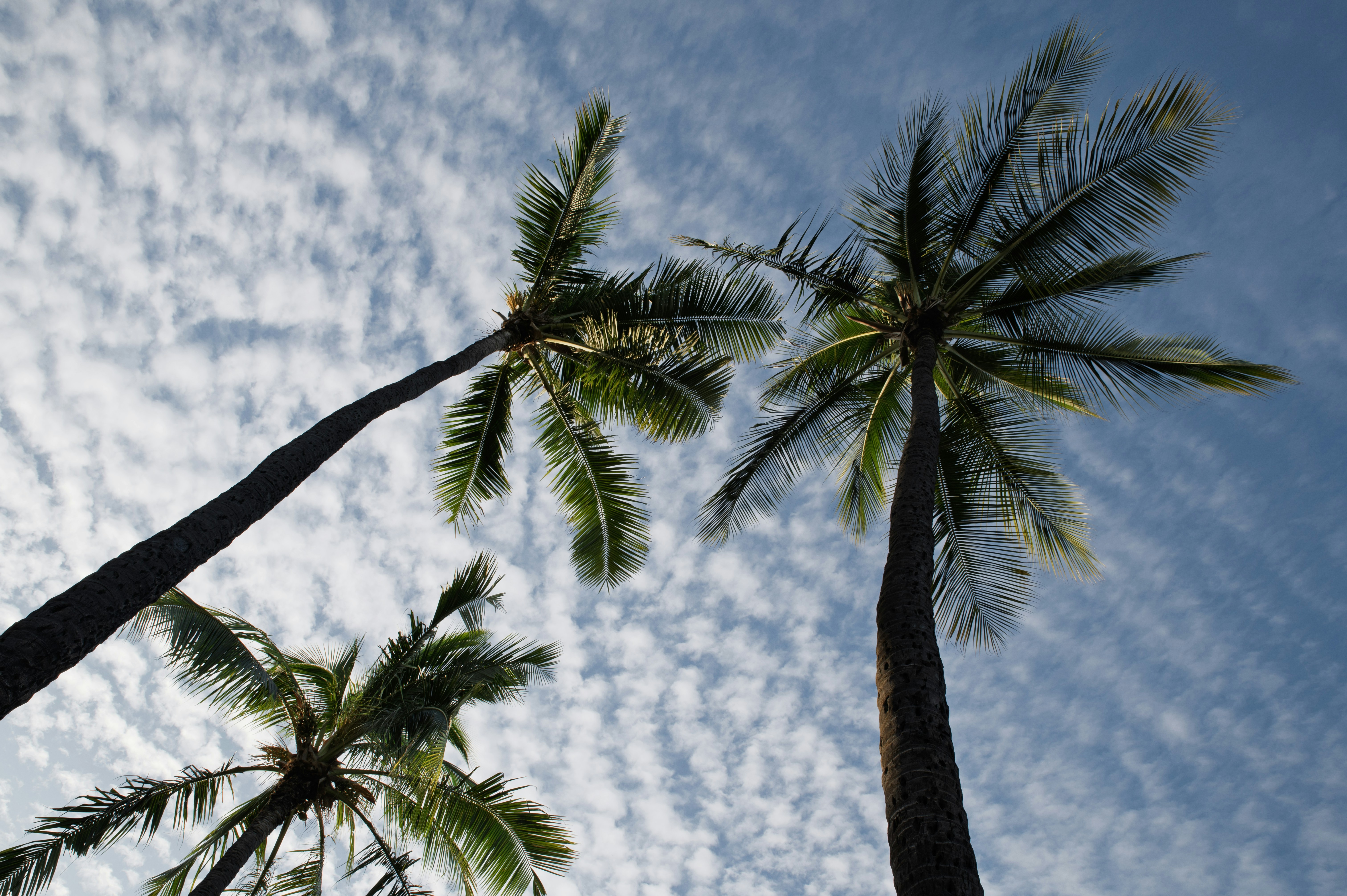Palm Sentinels Against a Sky Quilt