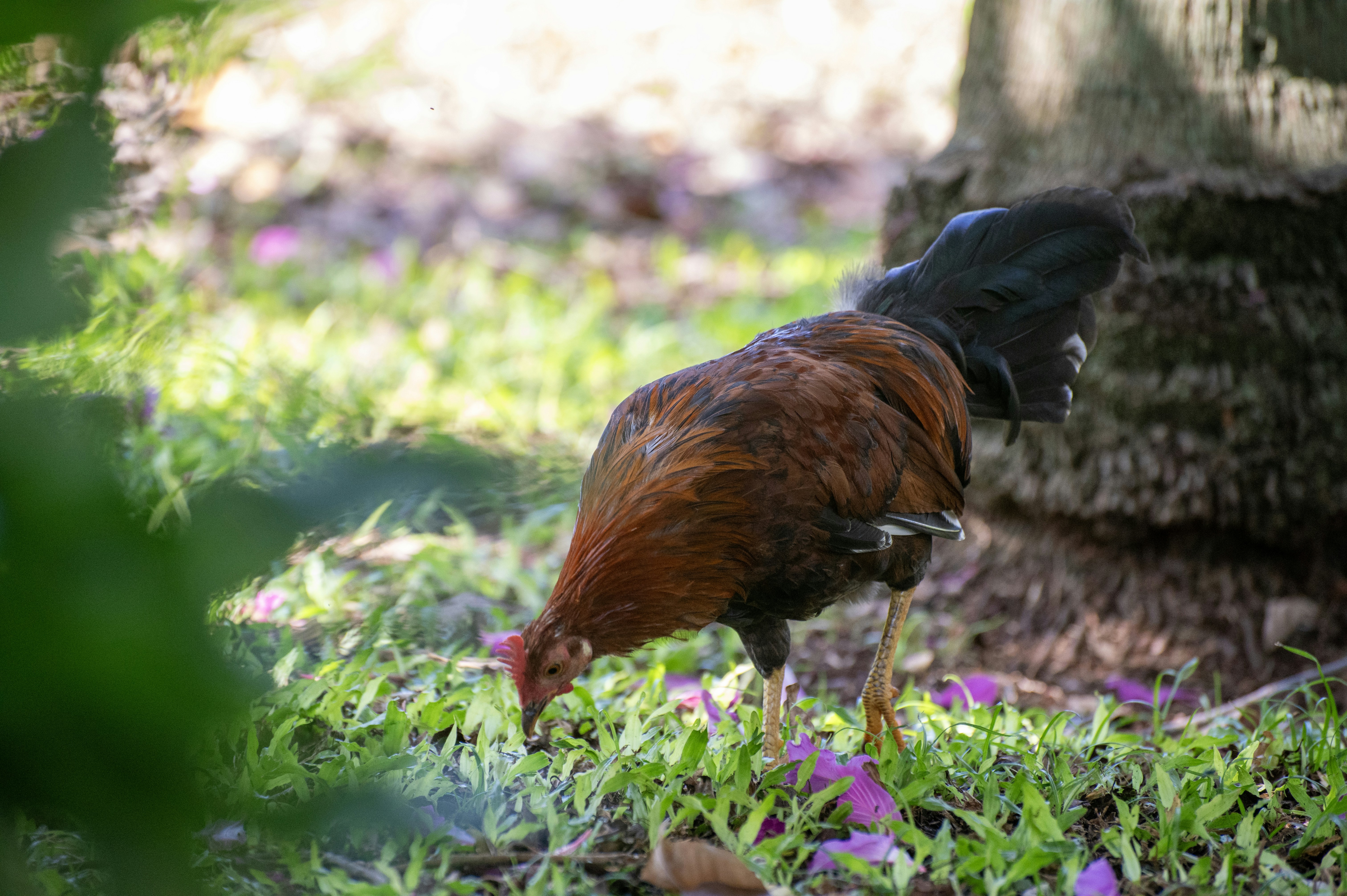 Rooster foraging in sunlit garden under dappled shade