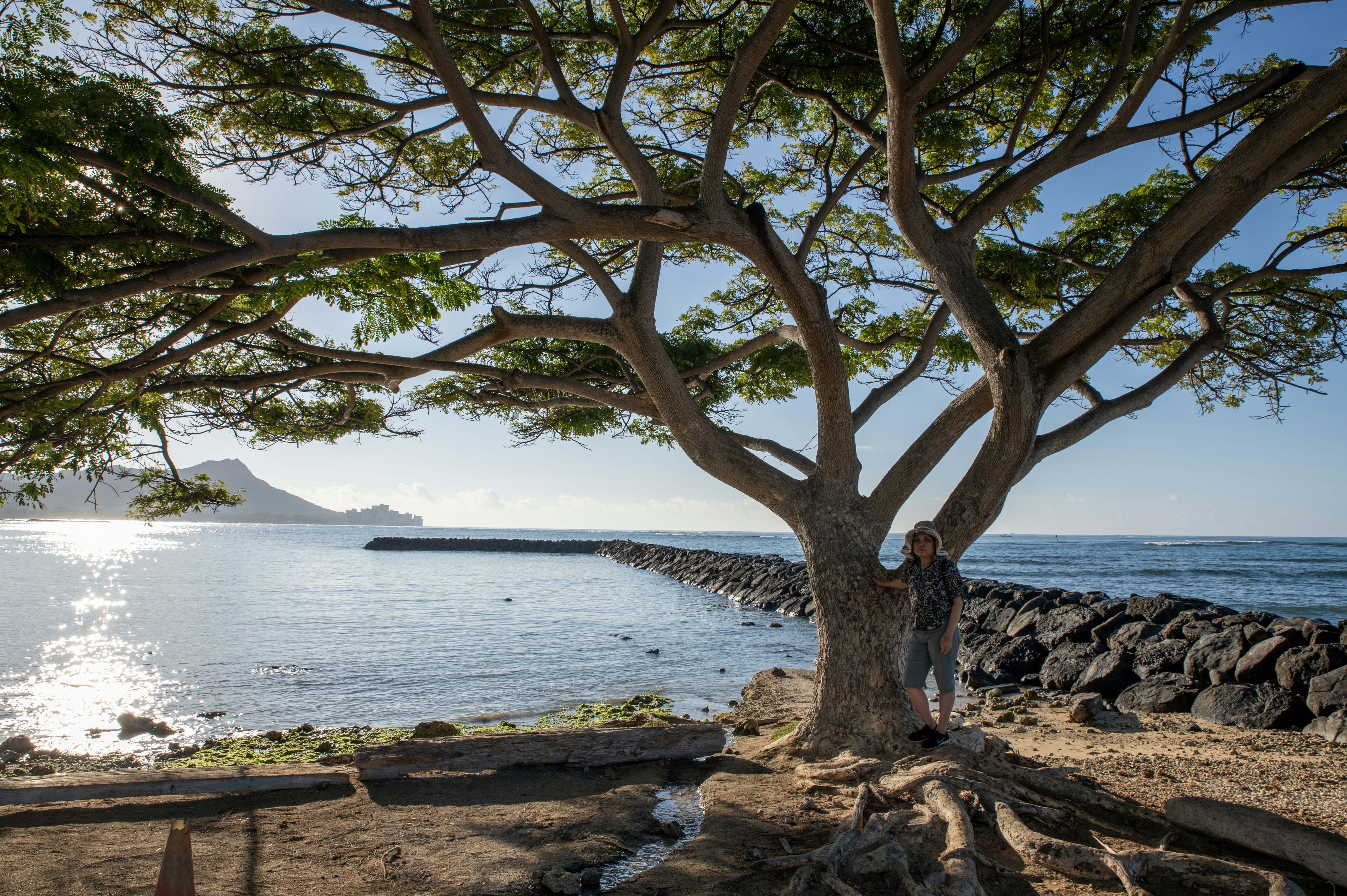 Gnarled Tree by the Sea: A Quiet Shoreline Portrait