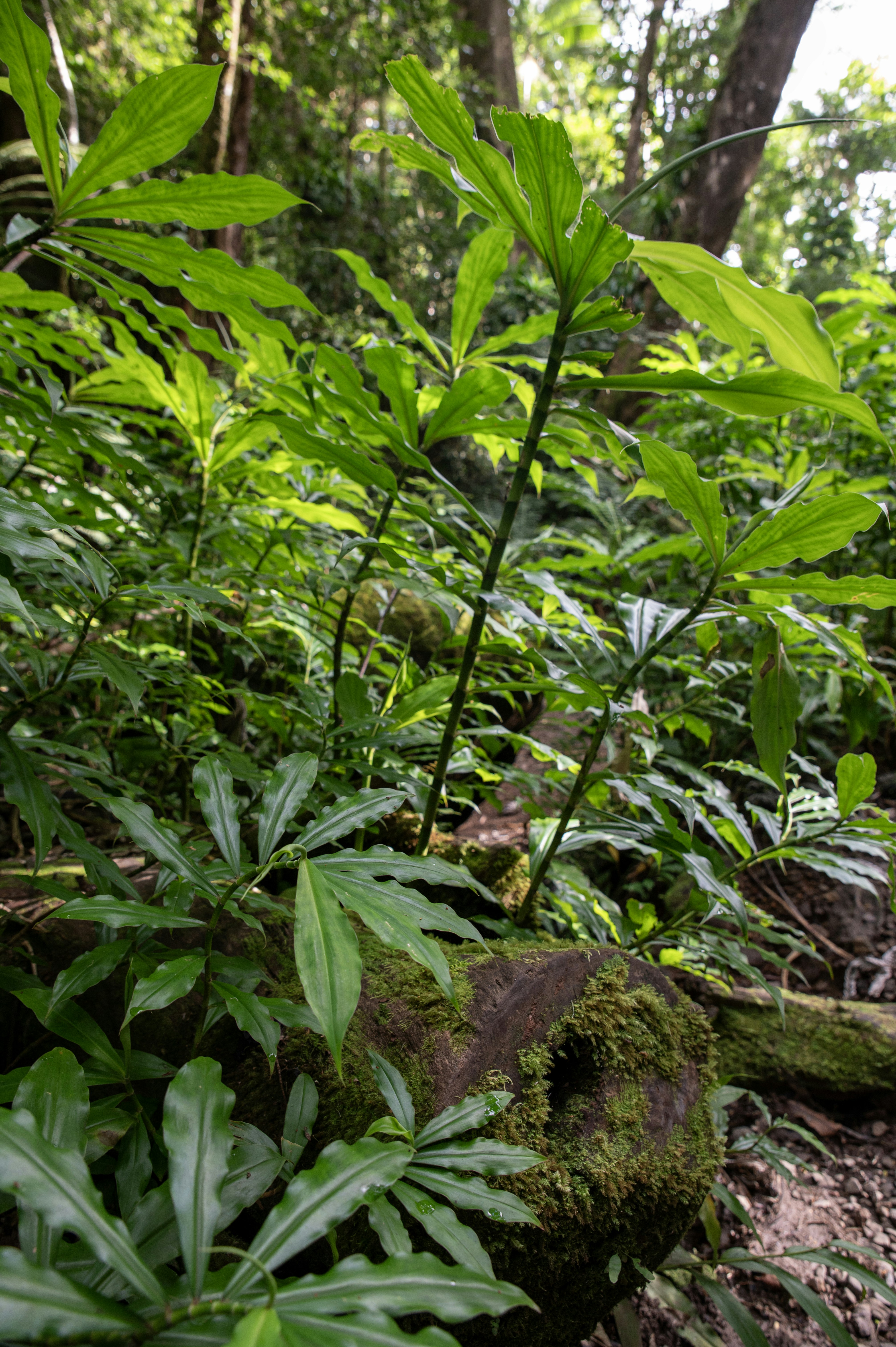 Verdant Understory: Moss-Capped Rock and Ferns in Quieter Light