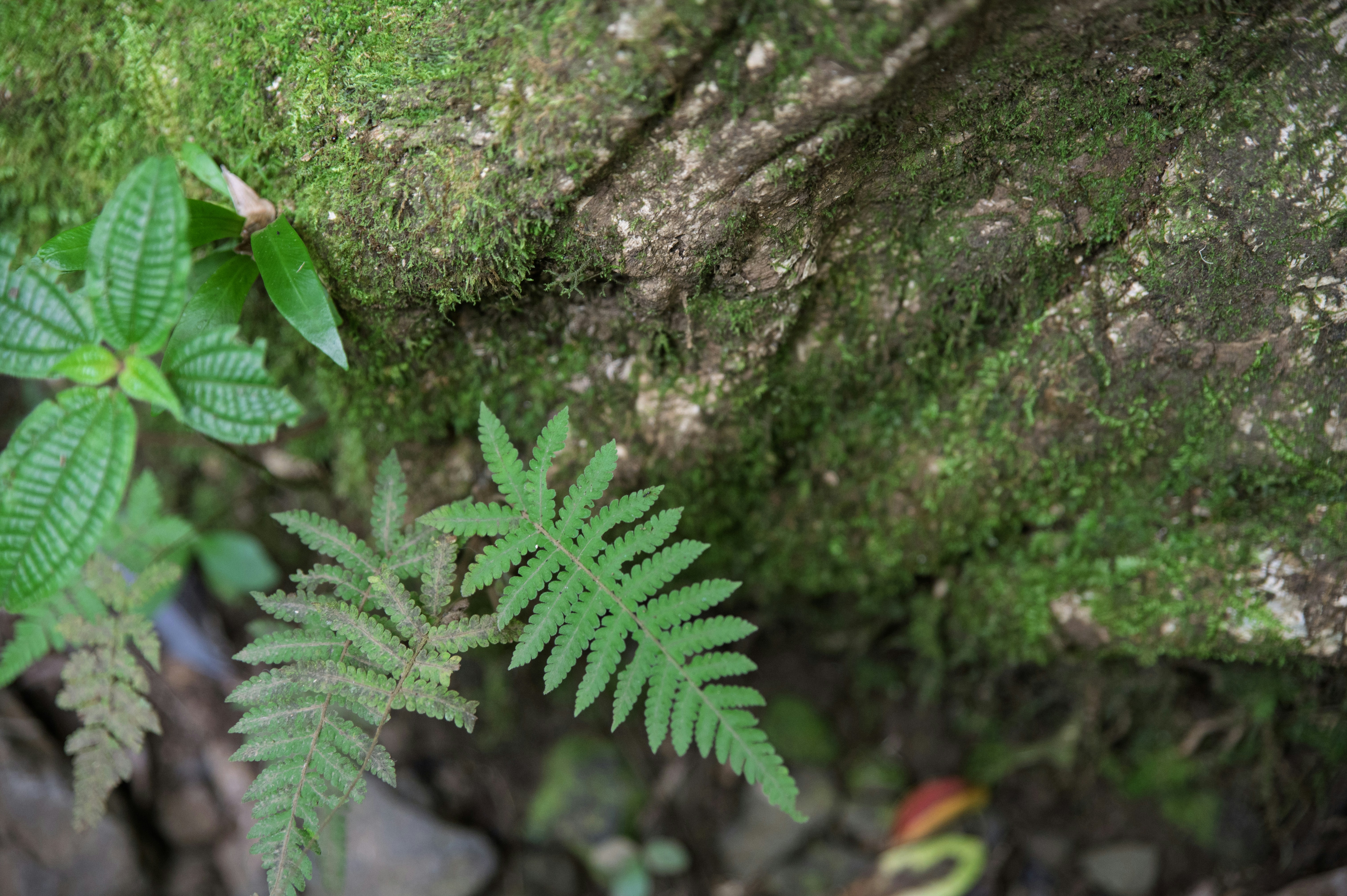 Fern Fronds Leaning Toward the Shade-Soft Moss