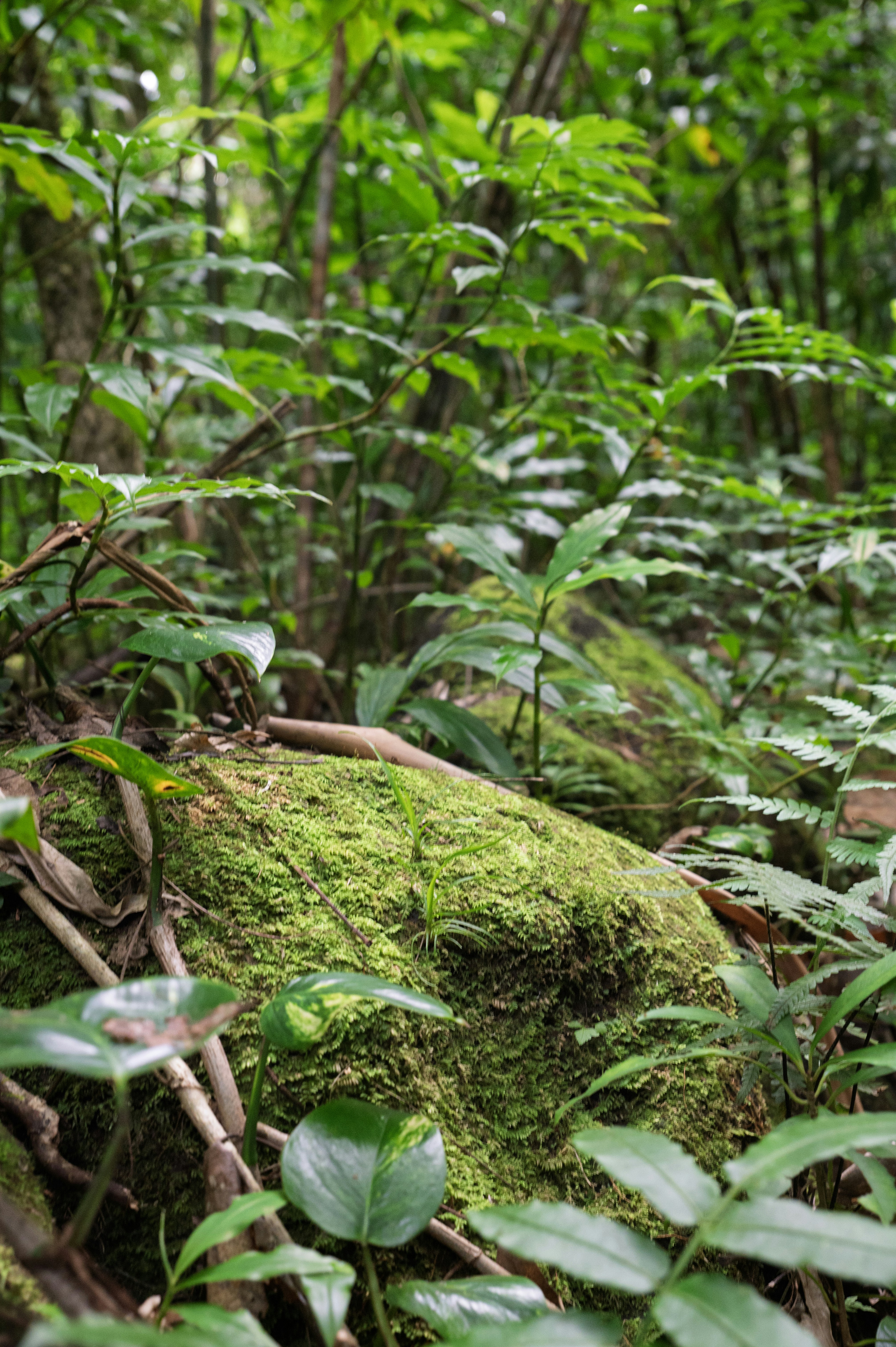 Photo by Trac Vu with Nikon D780