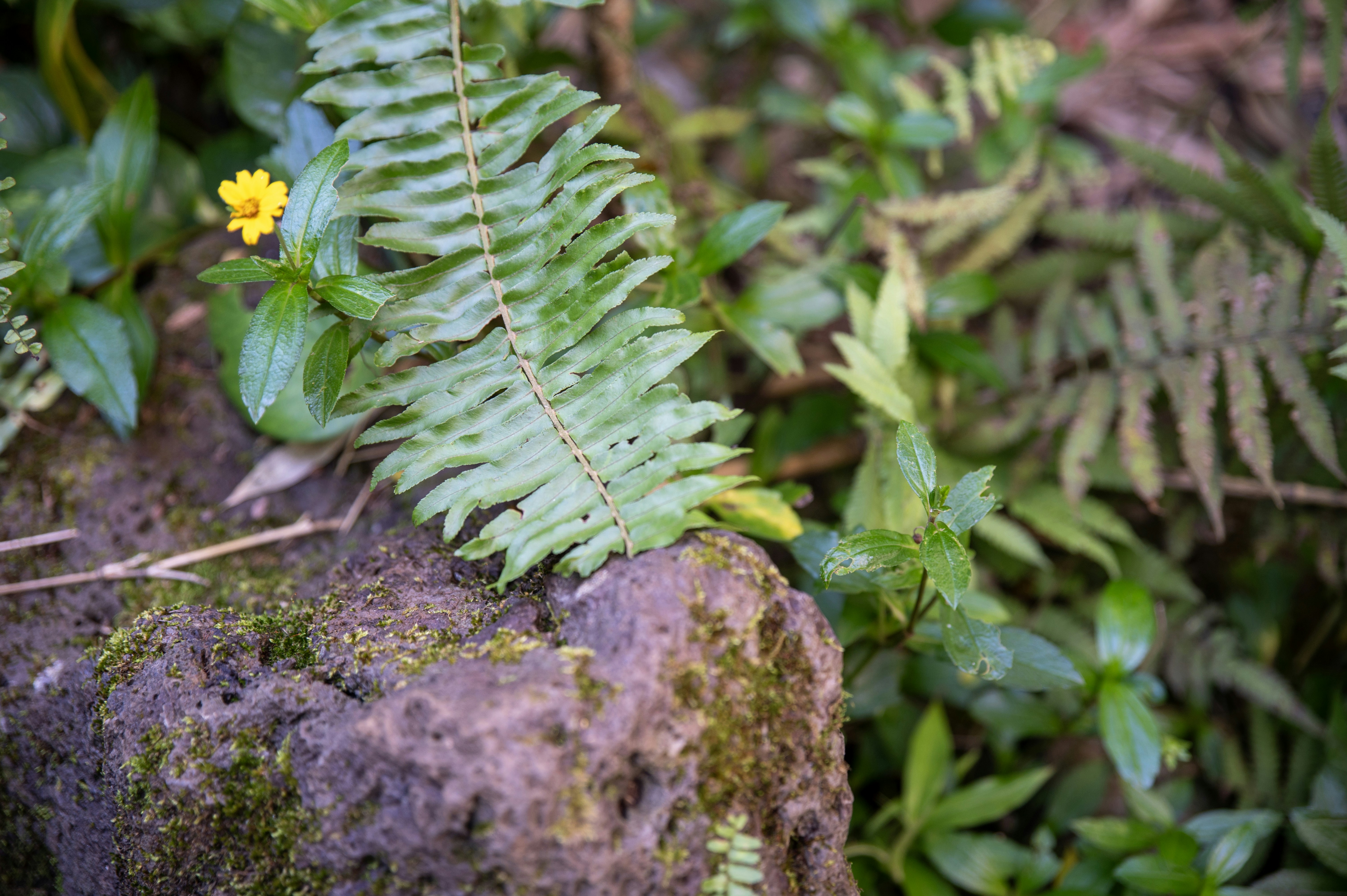 Golden Fern Gleam: A Quiet Corner of Moss and Sun