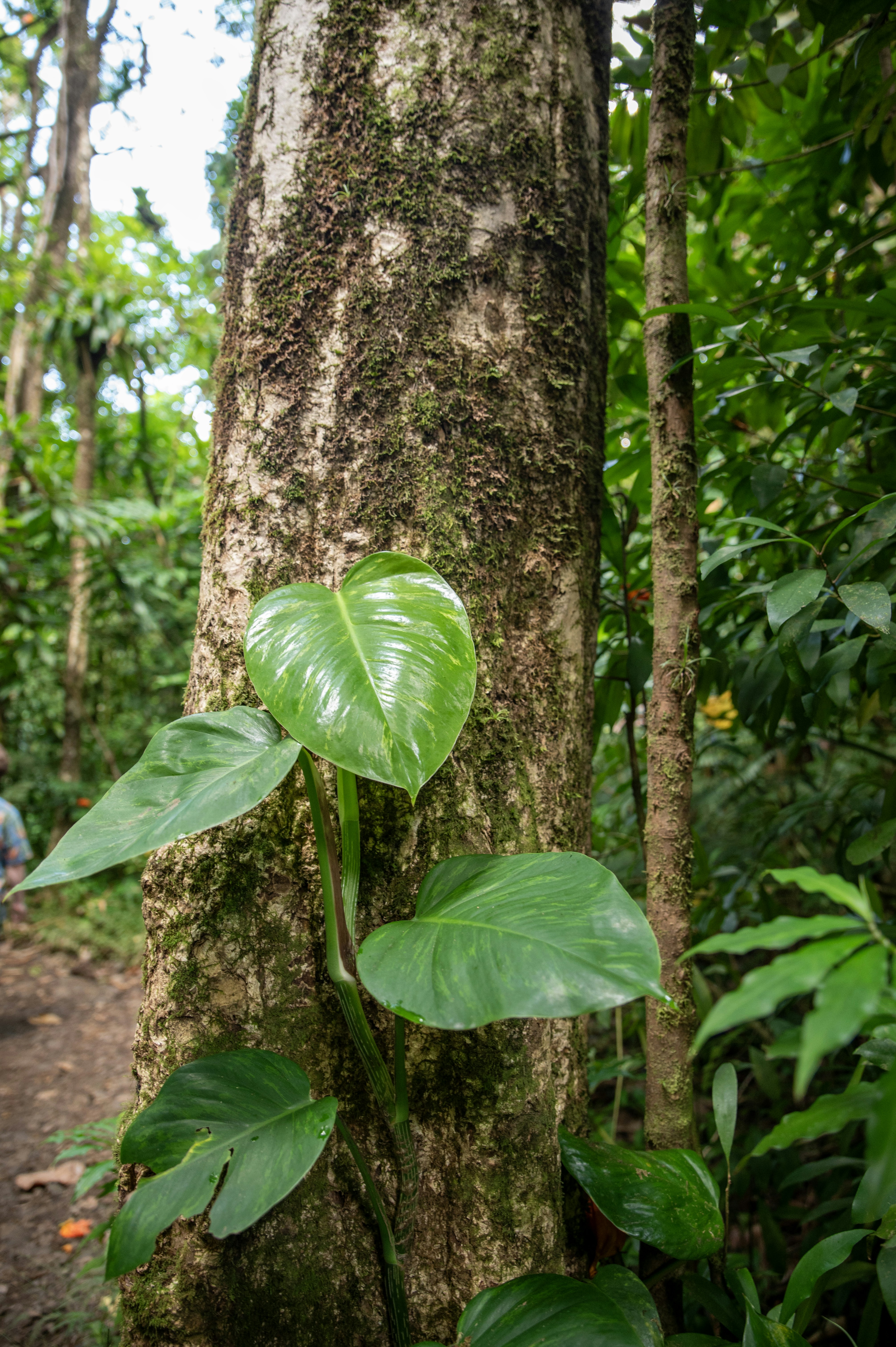 Green Veins Ascend: A Closer Look at the Monstera-like Foliage Climbing a Mossy Tree