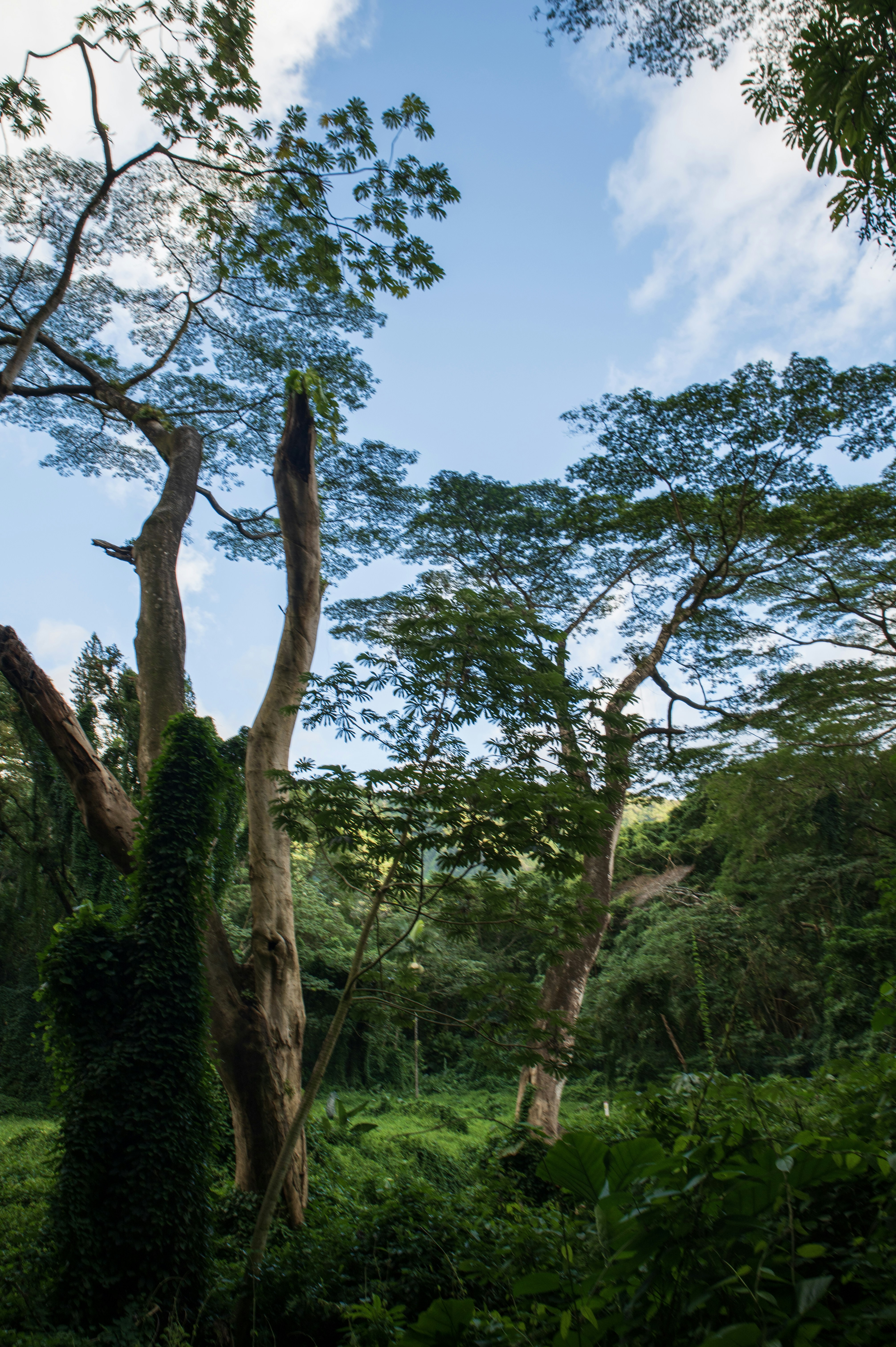 Skyward Giants: A Forest Frame Reaching Toward the Blue