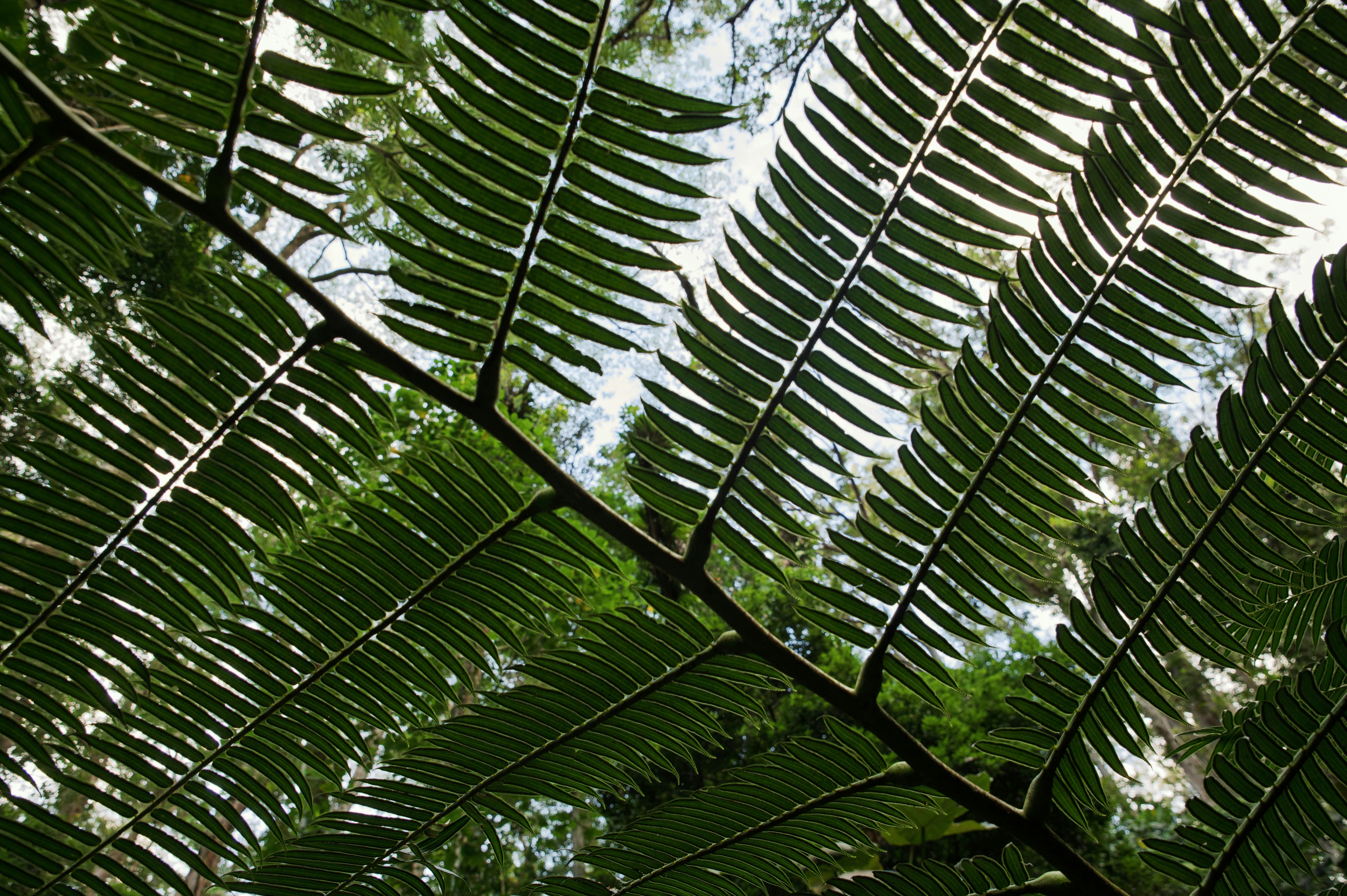 Fronds in Focus: A Quiet Canopy of Ferns Filtered Light