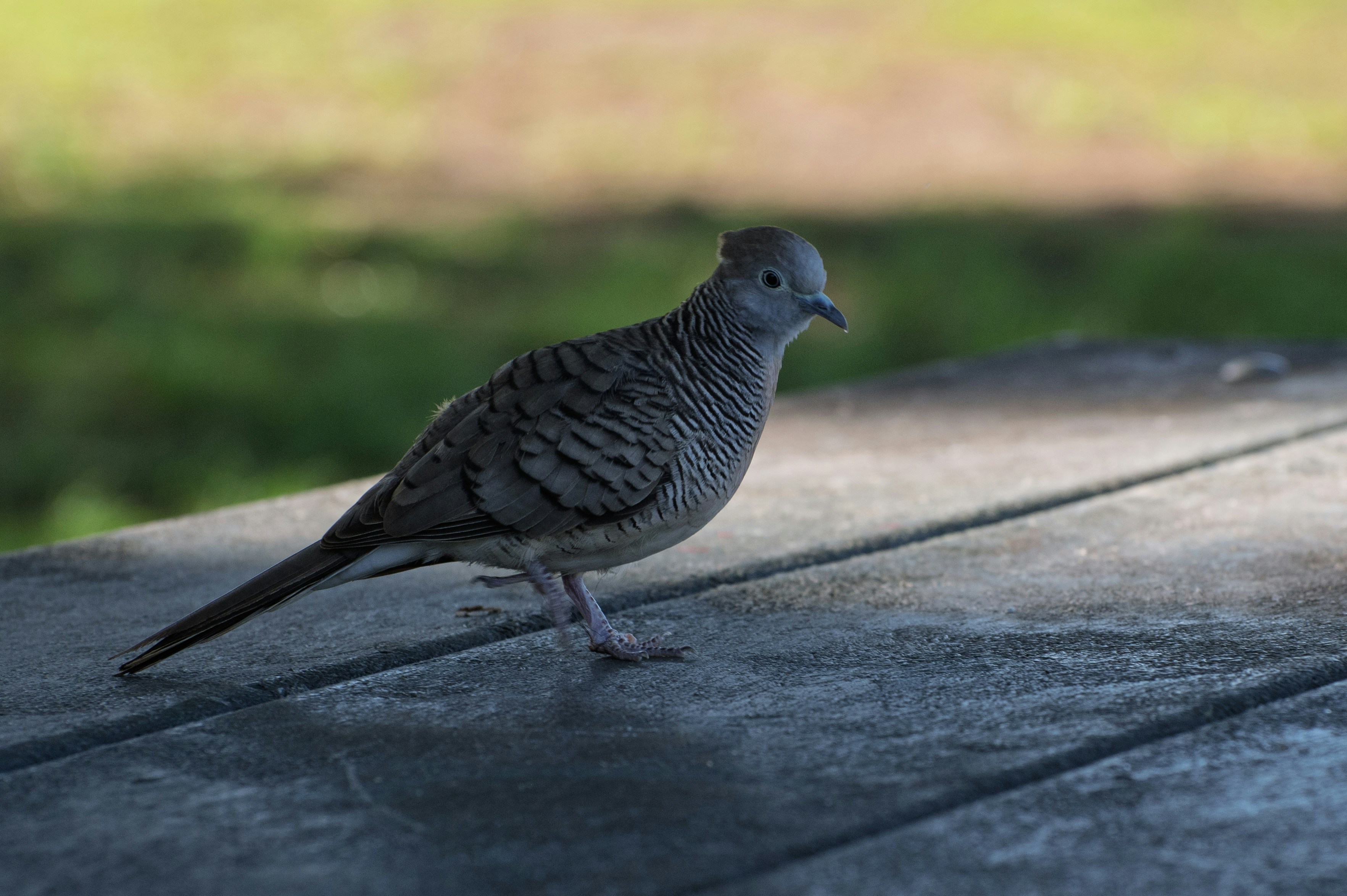 Photo by Trac Vu with Nikon D780