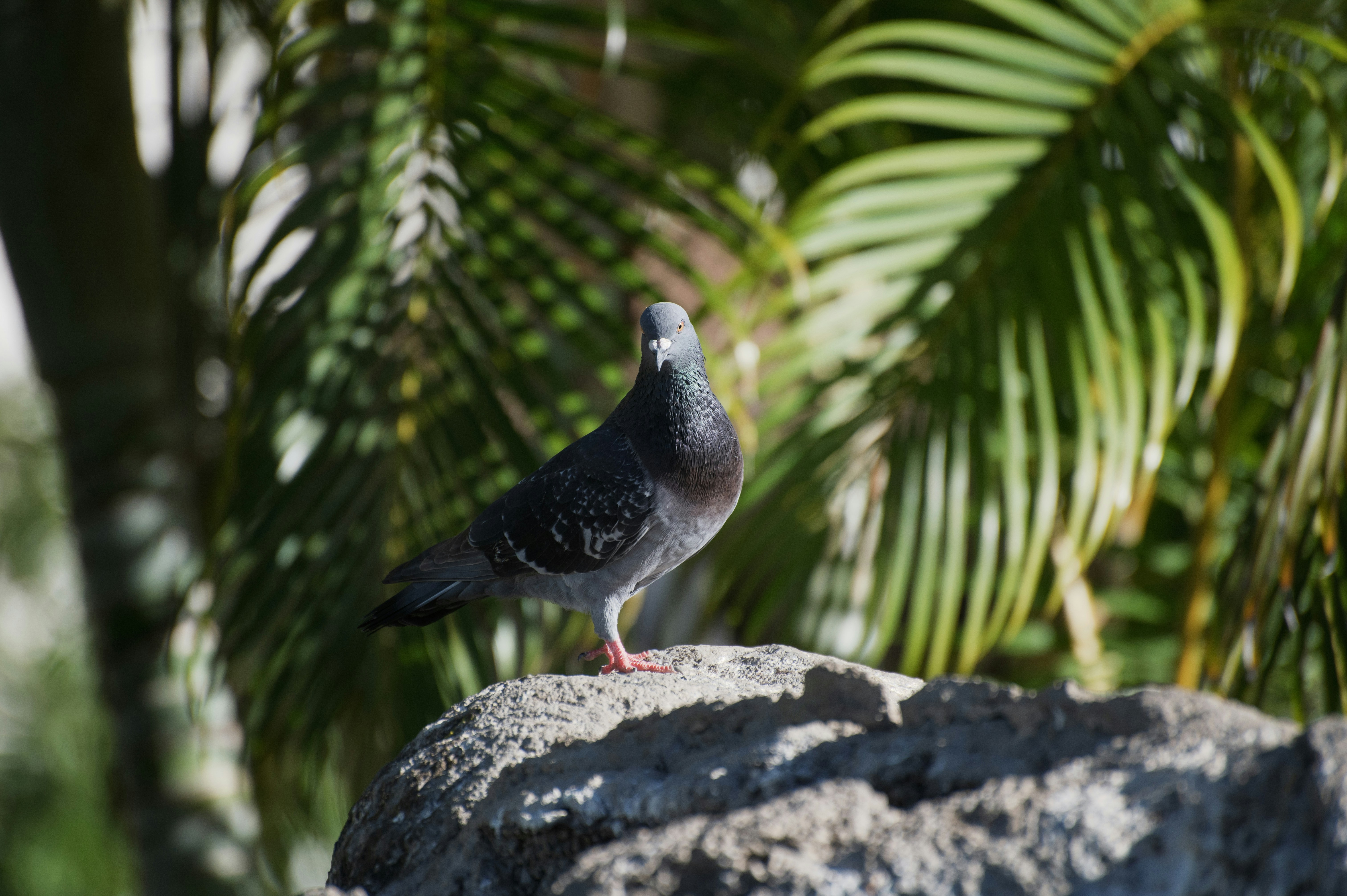 Rock-Perched Pigeon: A Crane-Black Subject Amid Tropical Foliage