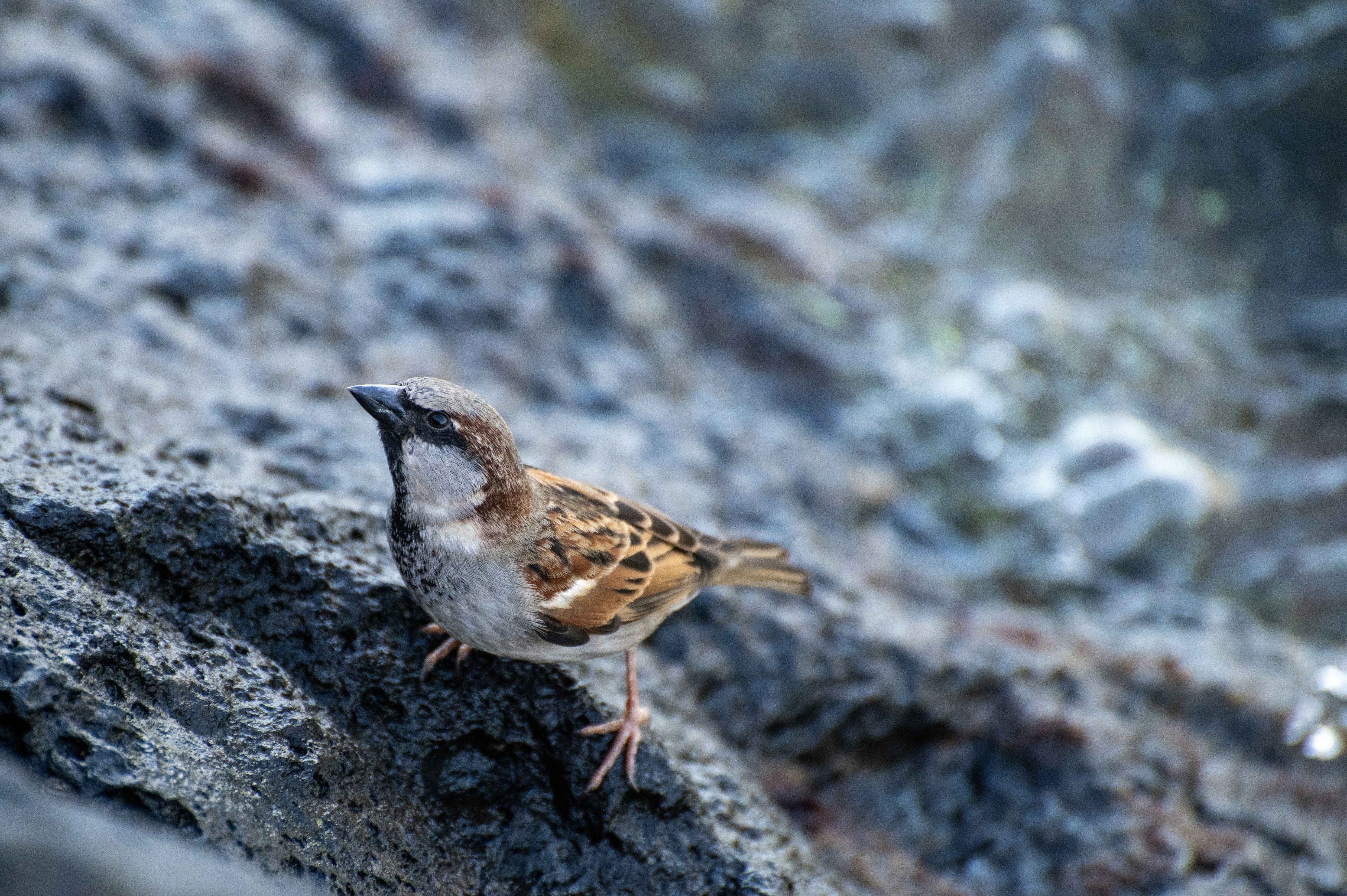 Photo by Trac Vu with Nikon D780