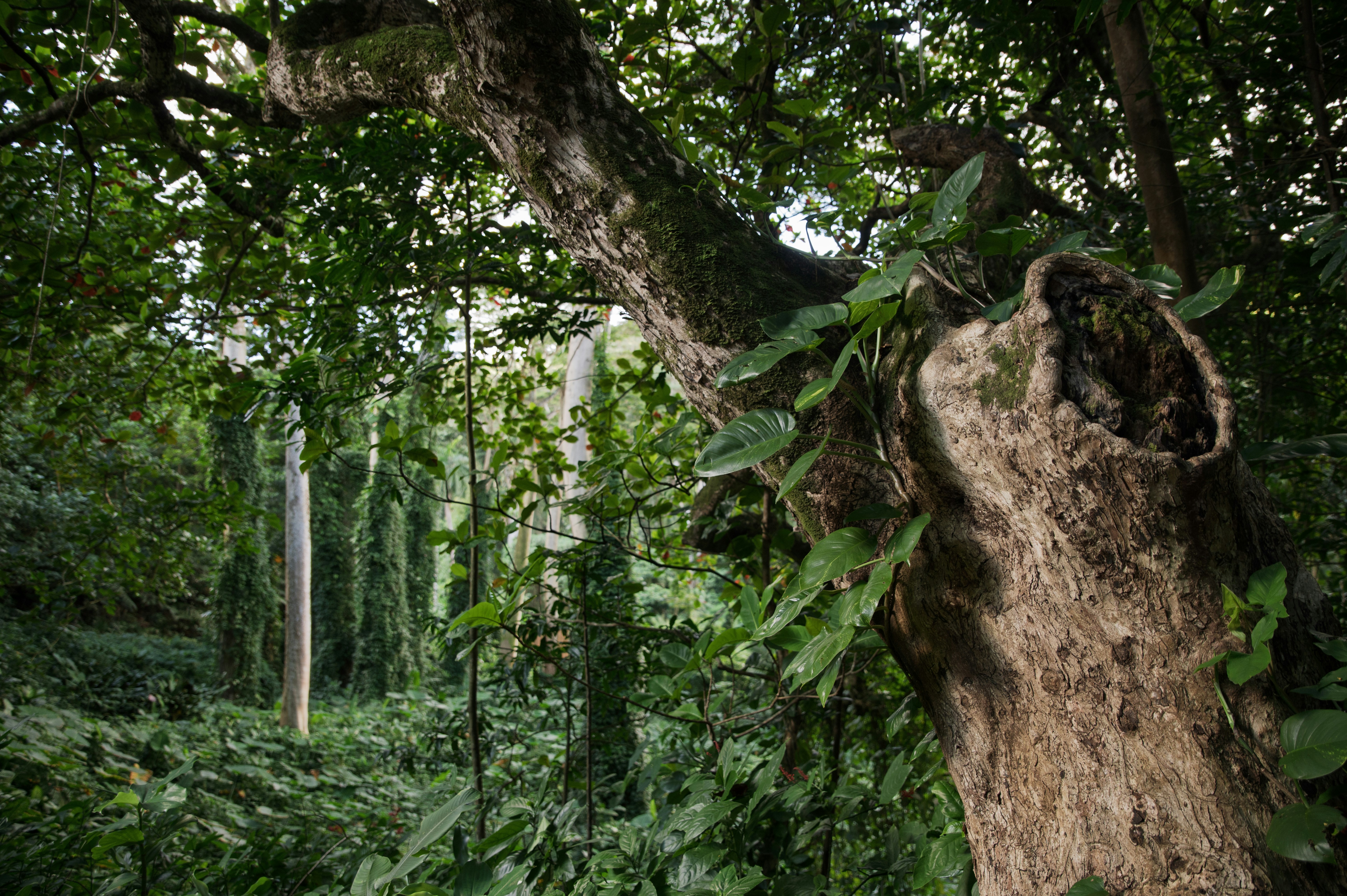 Ancient Tree Hollow in a Quiet Green Forest