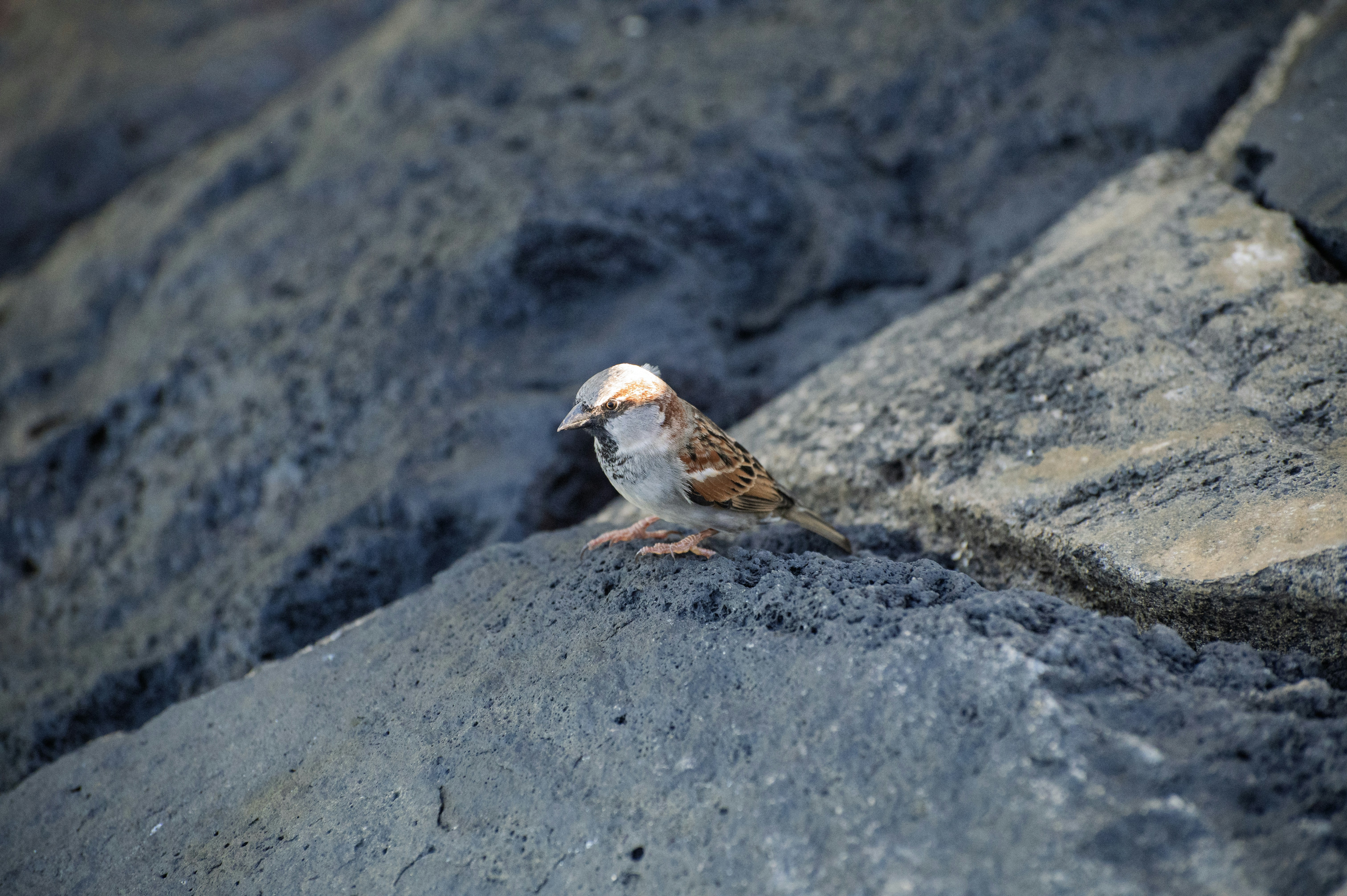 Photo by Trac Vu with Nikon D780