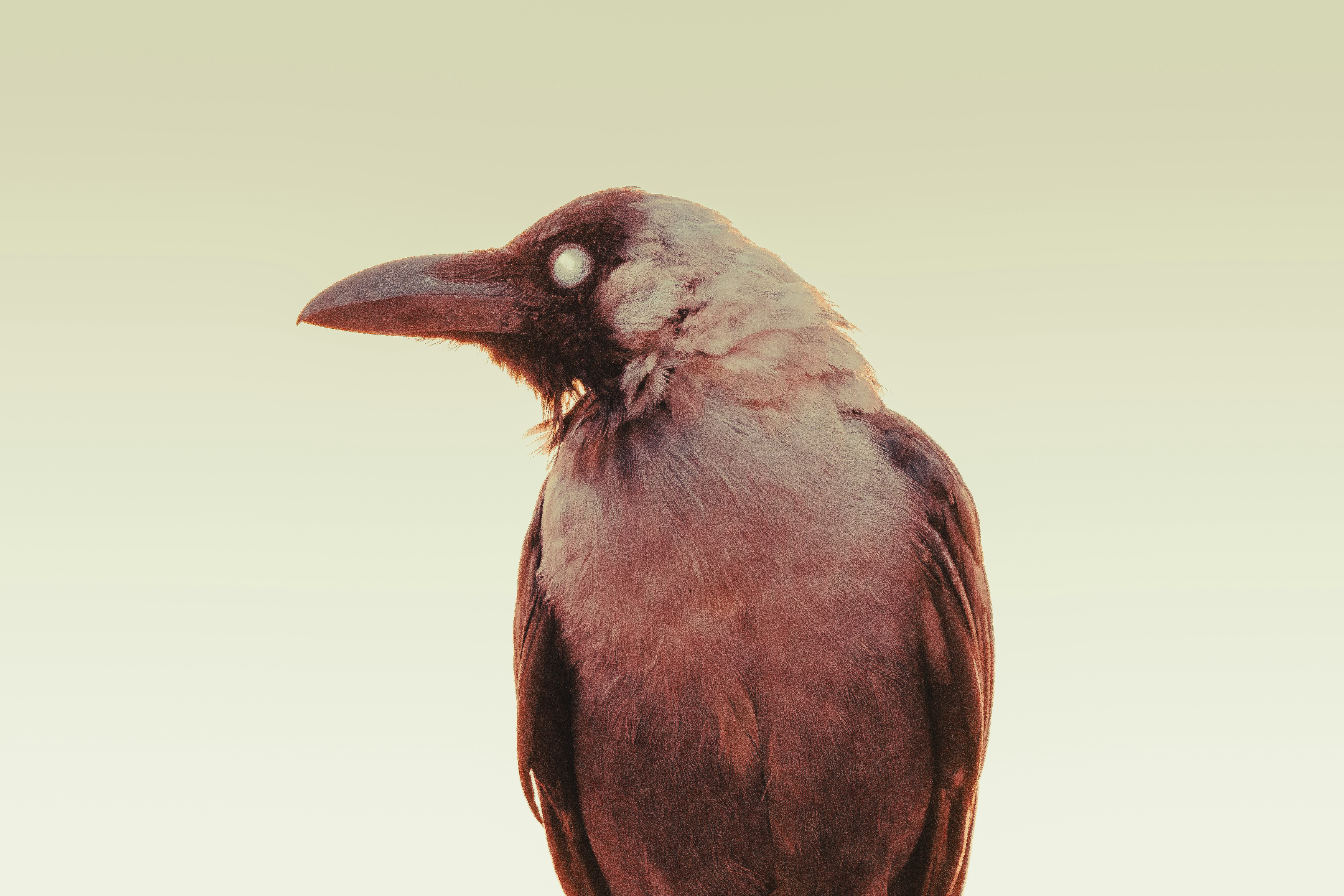 A Stoic Gull-Wone: The Hooded Crow at Dusk