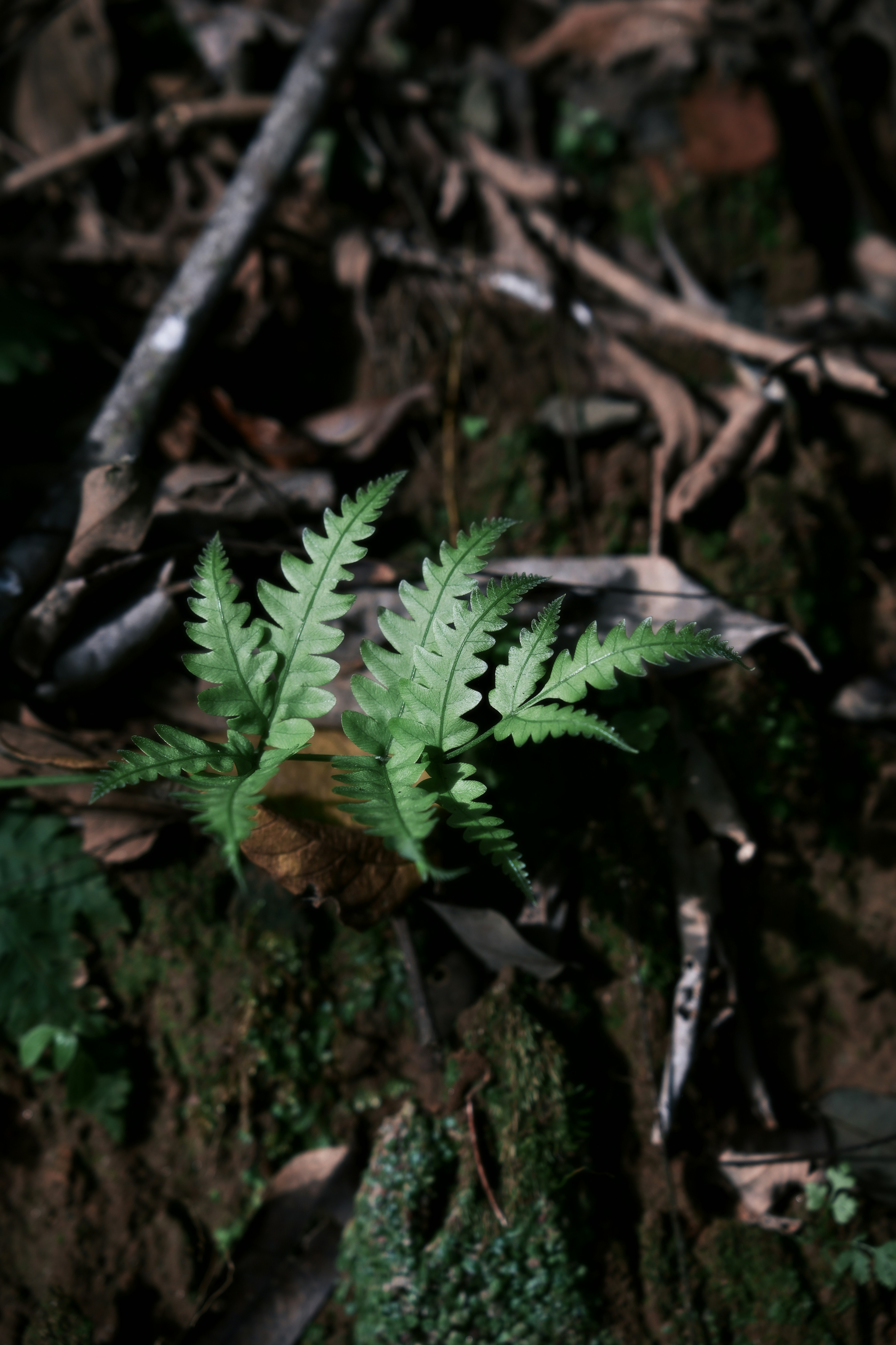 Fern Fronds in Quiet Forest Floor Spotlight