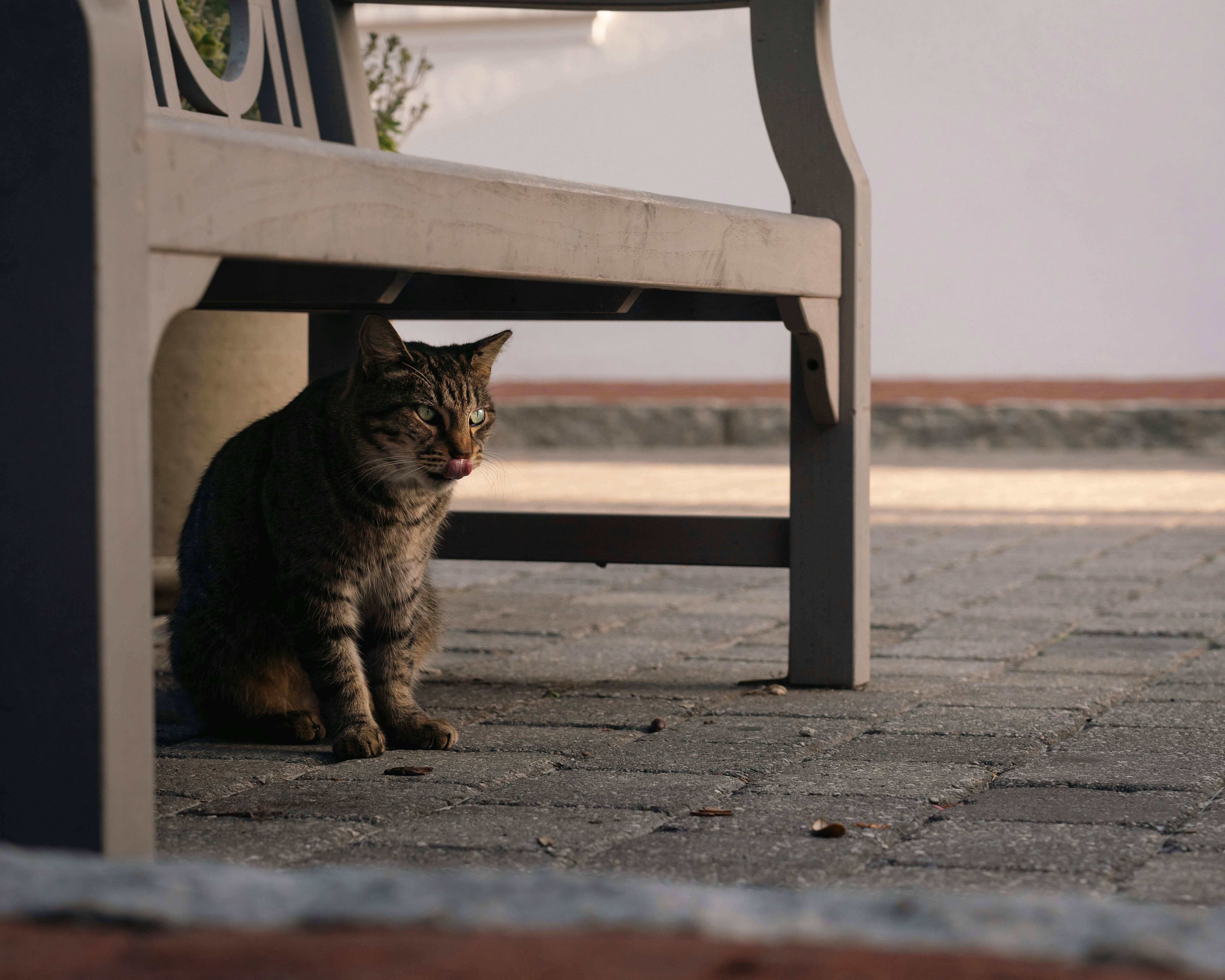 Quiet Watcher under the Bench: A Ford of Shadows