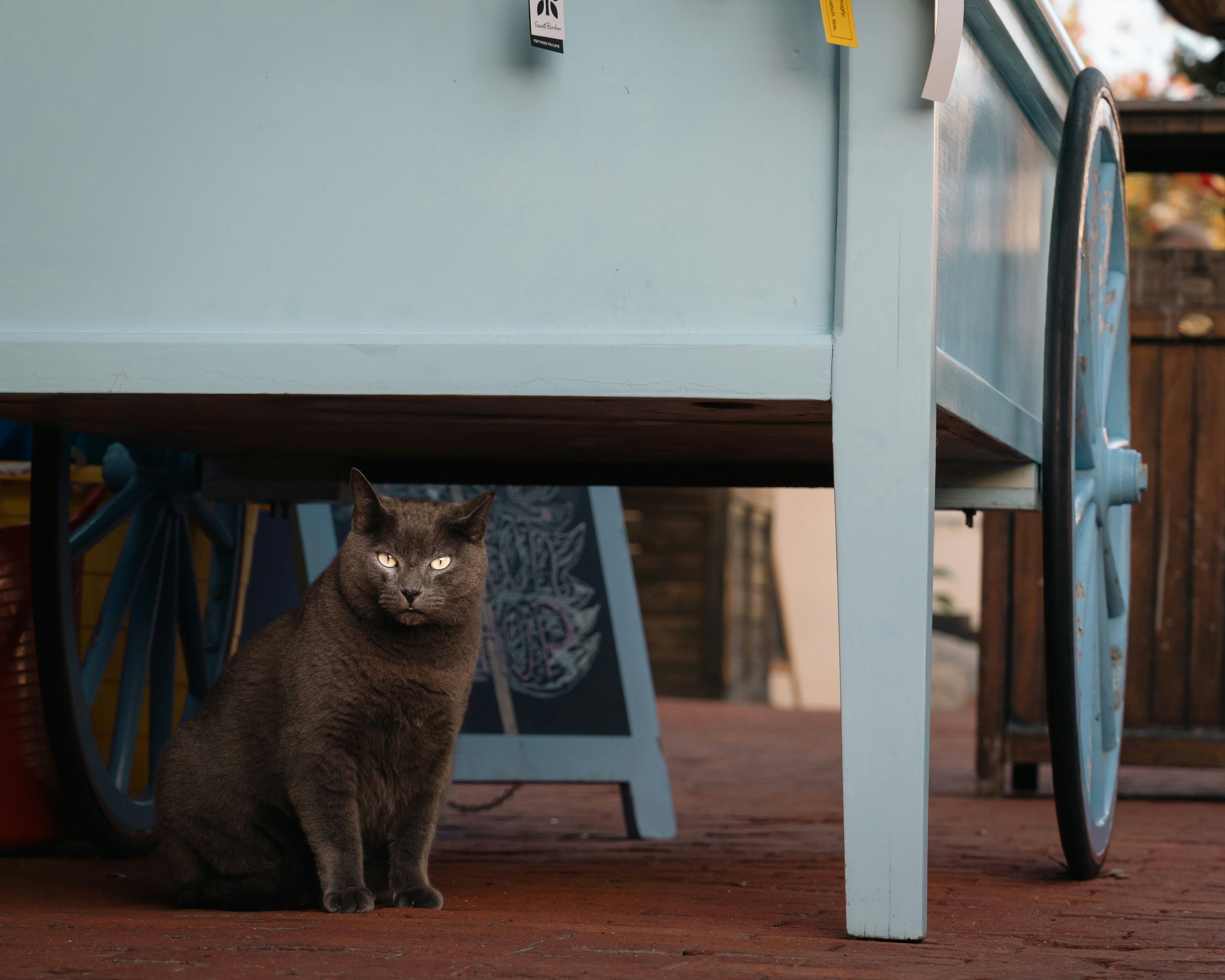 Hidden Observer: A Curious Cat Under the Cart Wheelbase