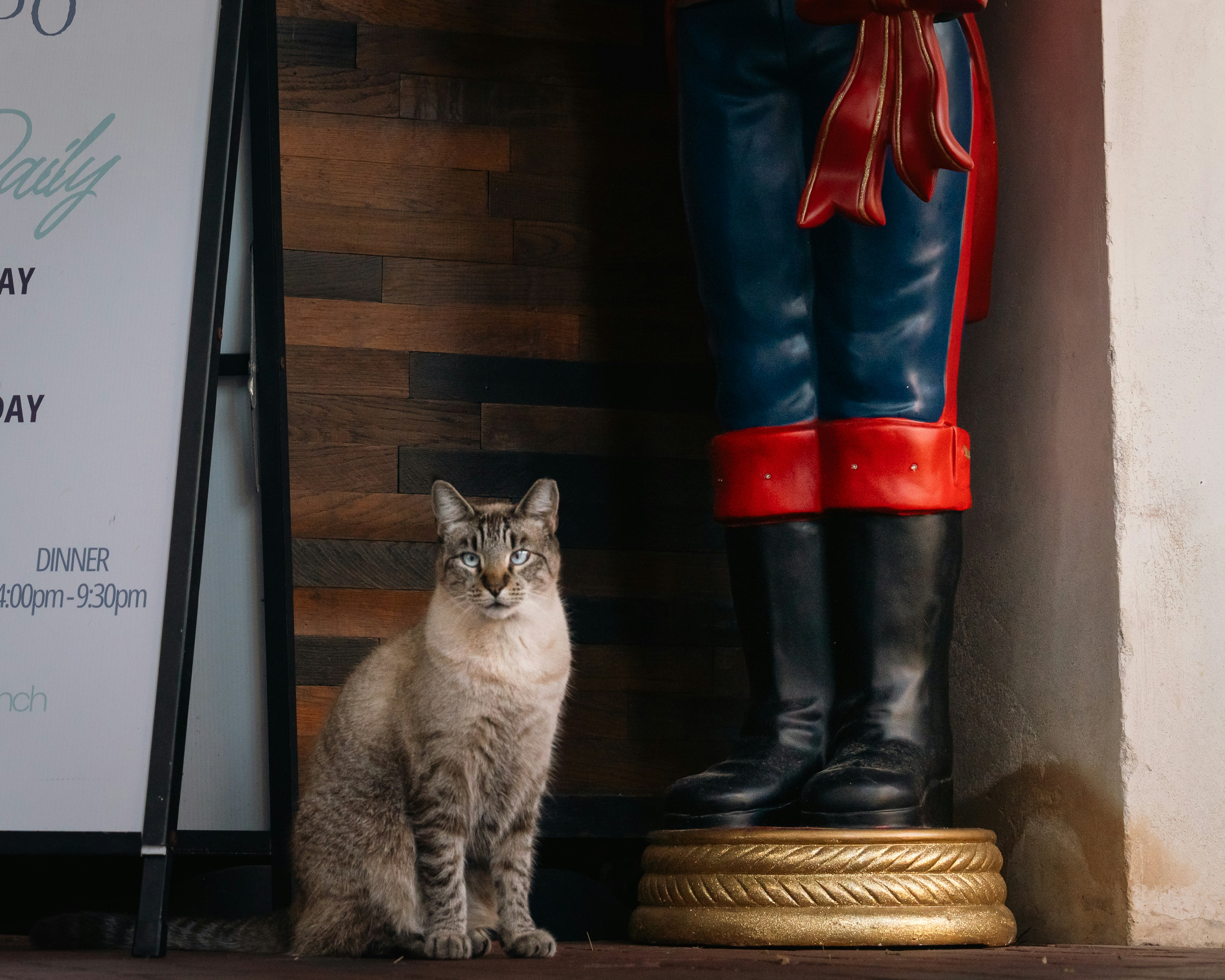 Cats resting, walking and observing their surroundings in an old town with brick streets, storefronts and warm natural light. Authentic urban life, everyday moments and calm street atmosphere.