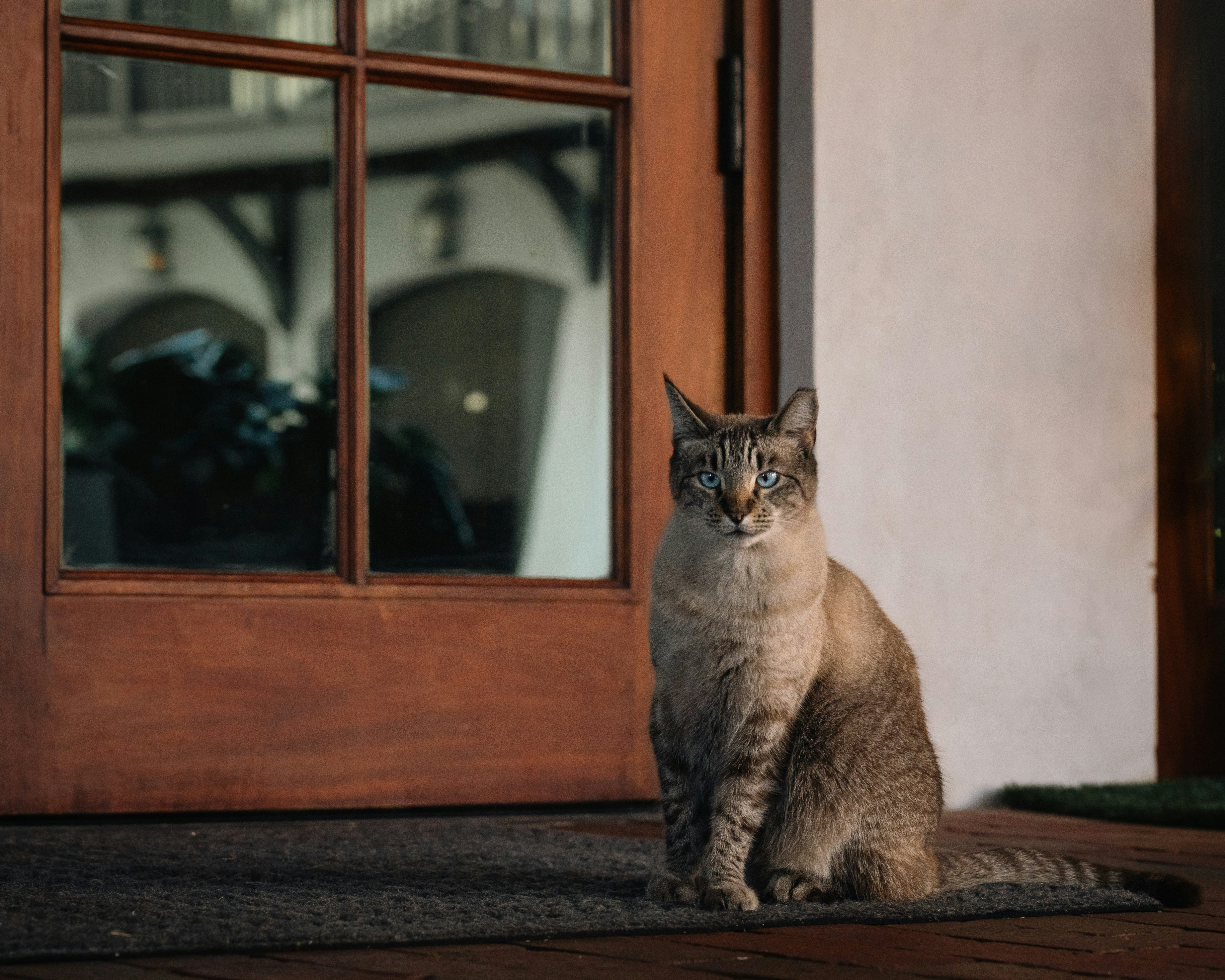 Sentry on the Porch: A Cat Watches from the Welcome Mat
