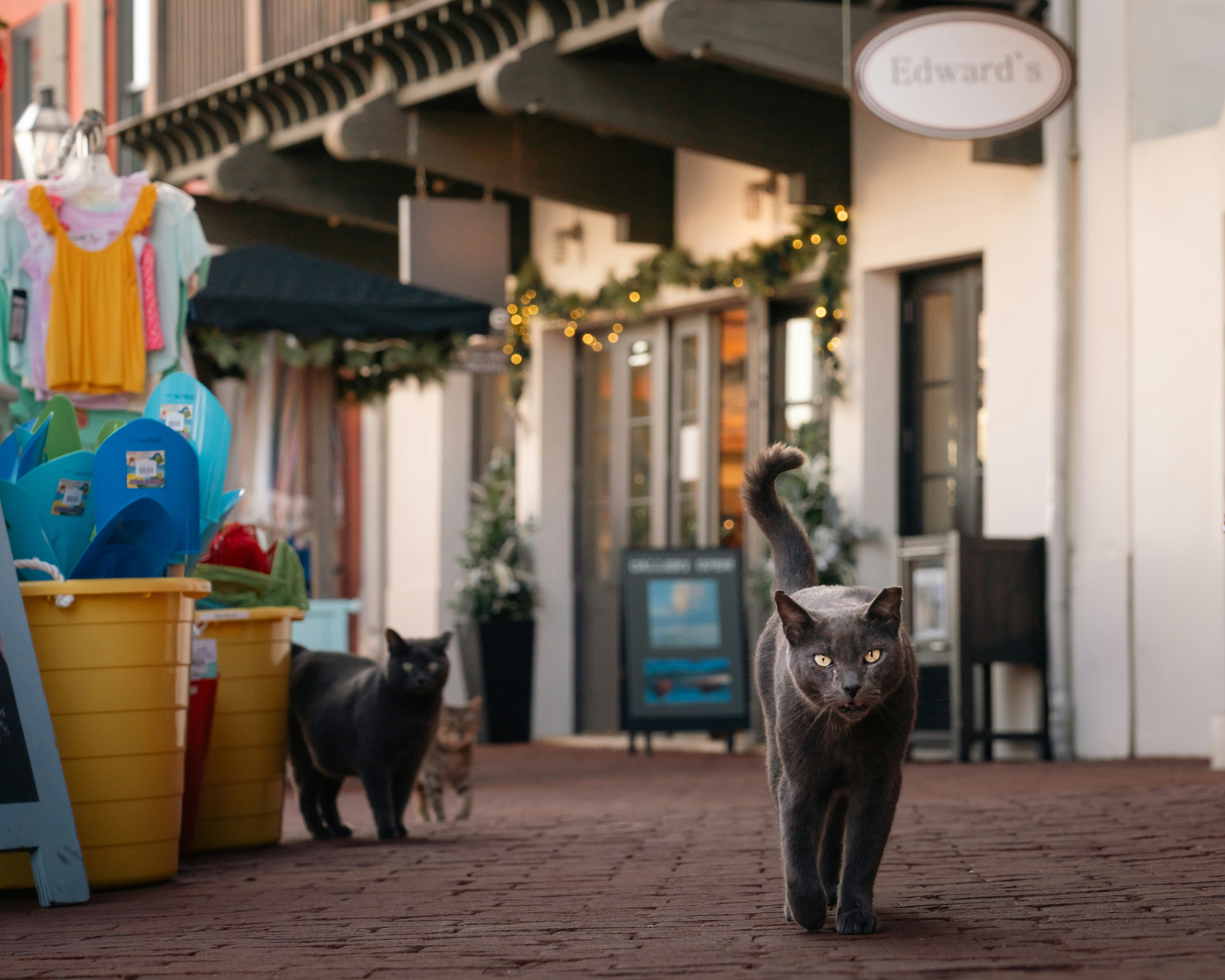 A Curious Street Stroll: The Bold Gray Cat Leads the Quiet Alley