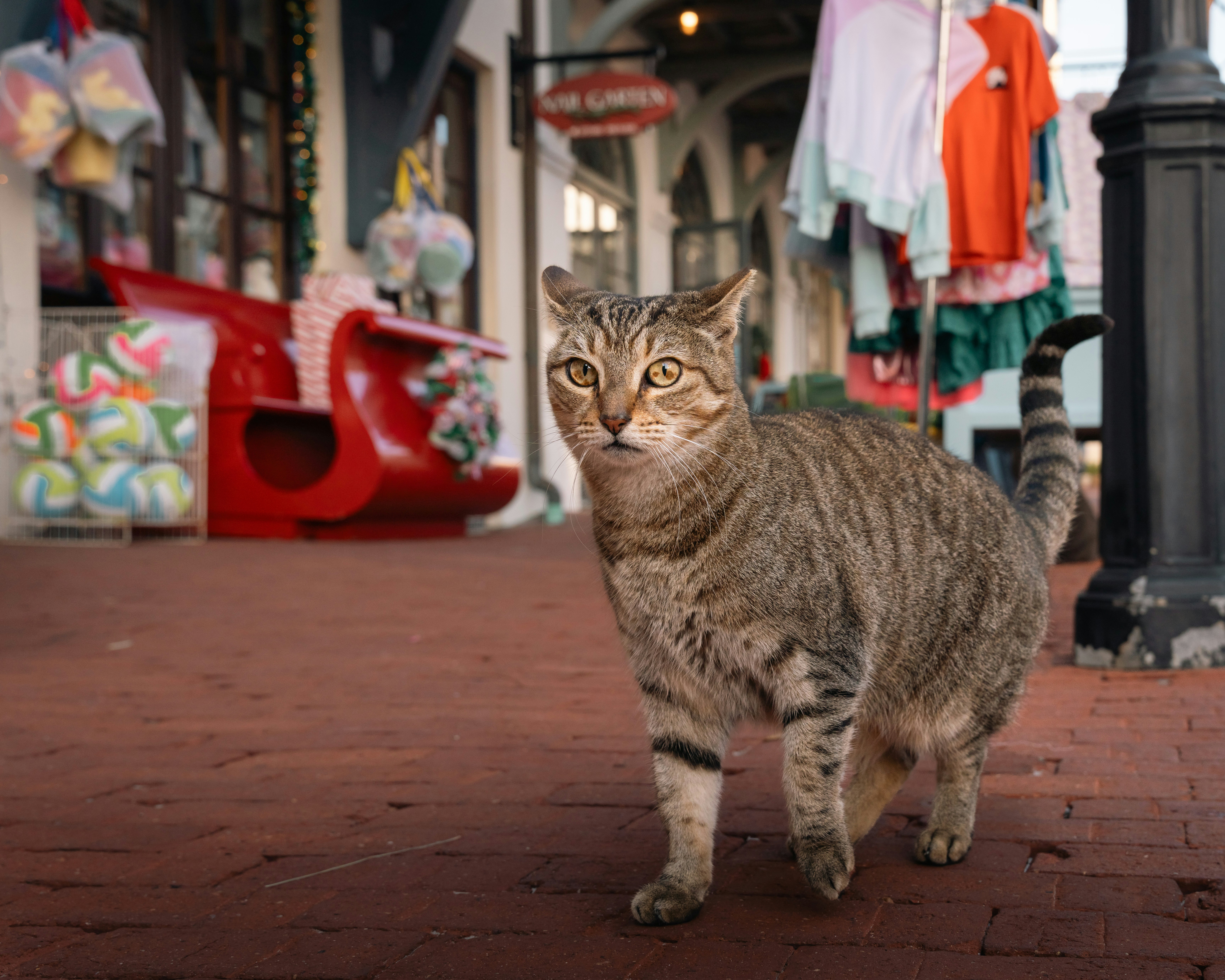 Playful tabby cat lingers in a pedestrian alley with colorful storefronts and a red plastic sled display, adding life to a busy market scene.