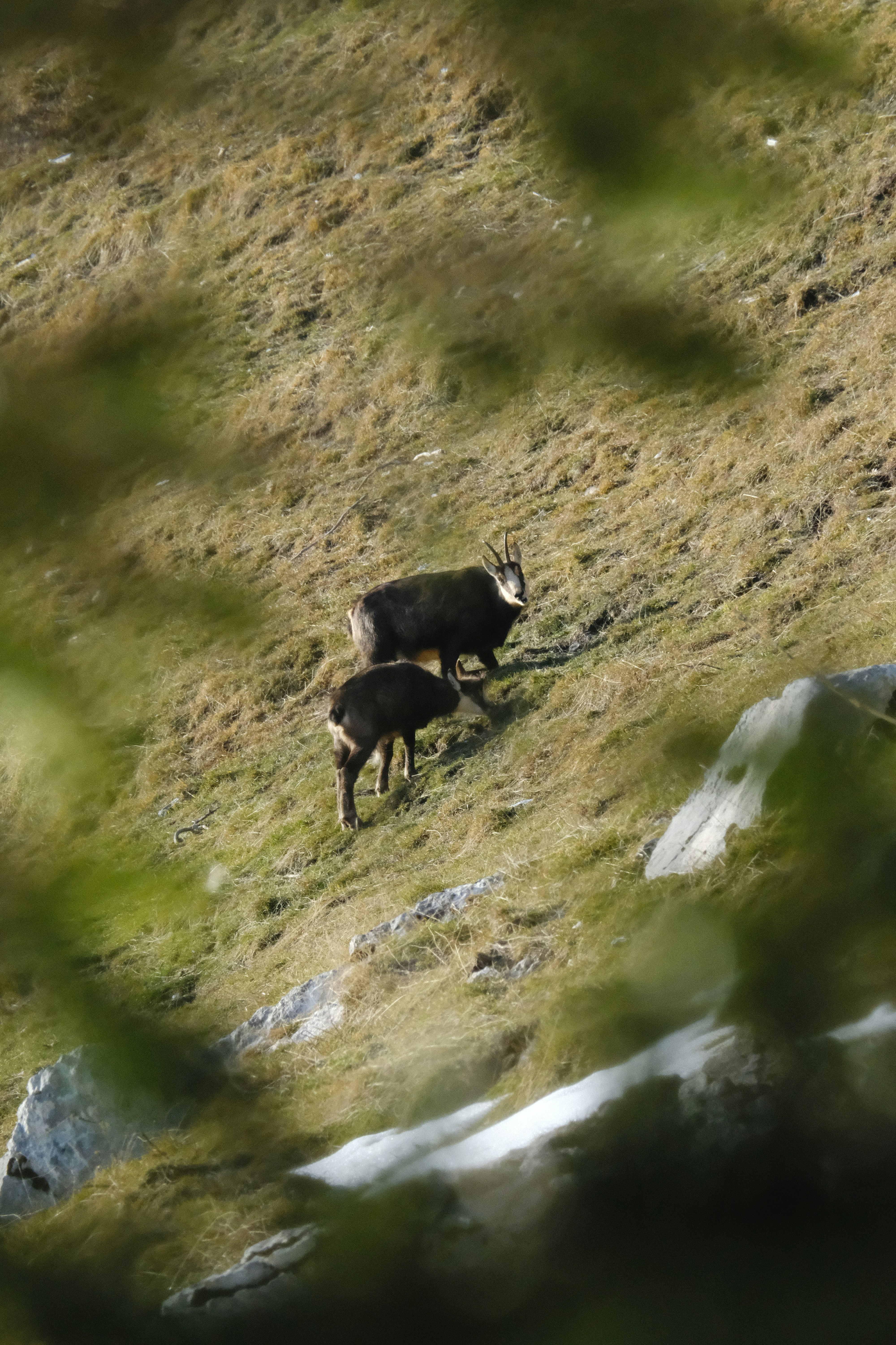 Two Ibex Standing on a Sunlit Alpine Slope