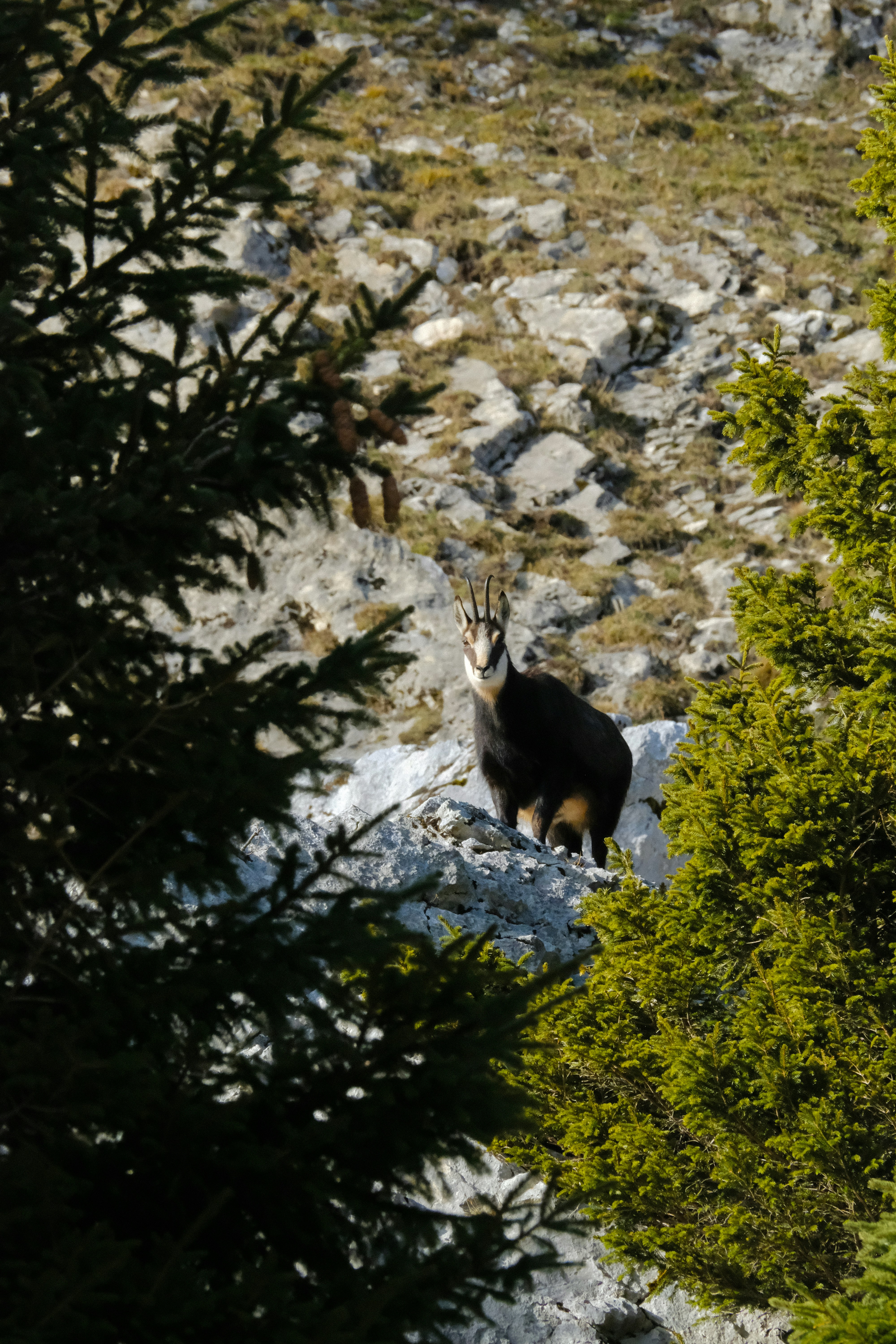 Chamois in between the trees.