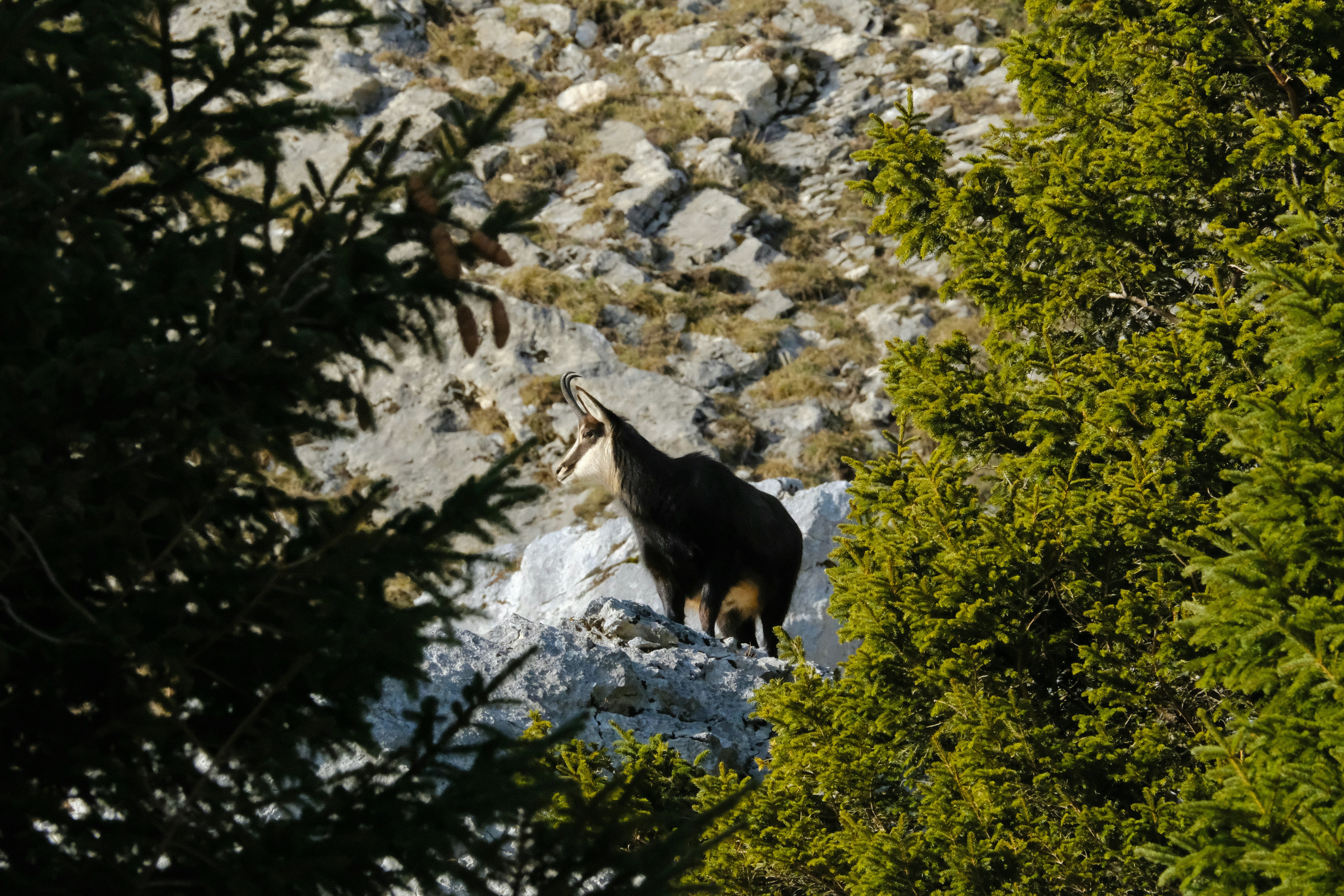 Chamois in between the trees.