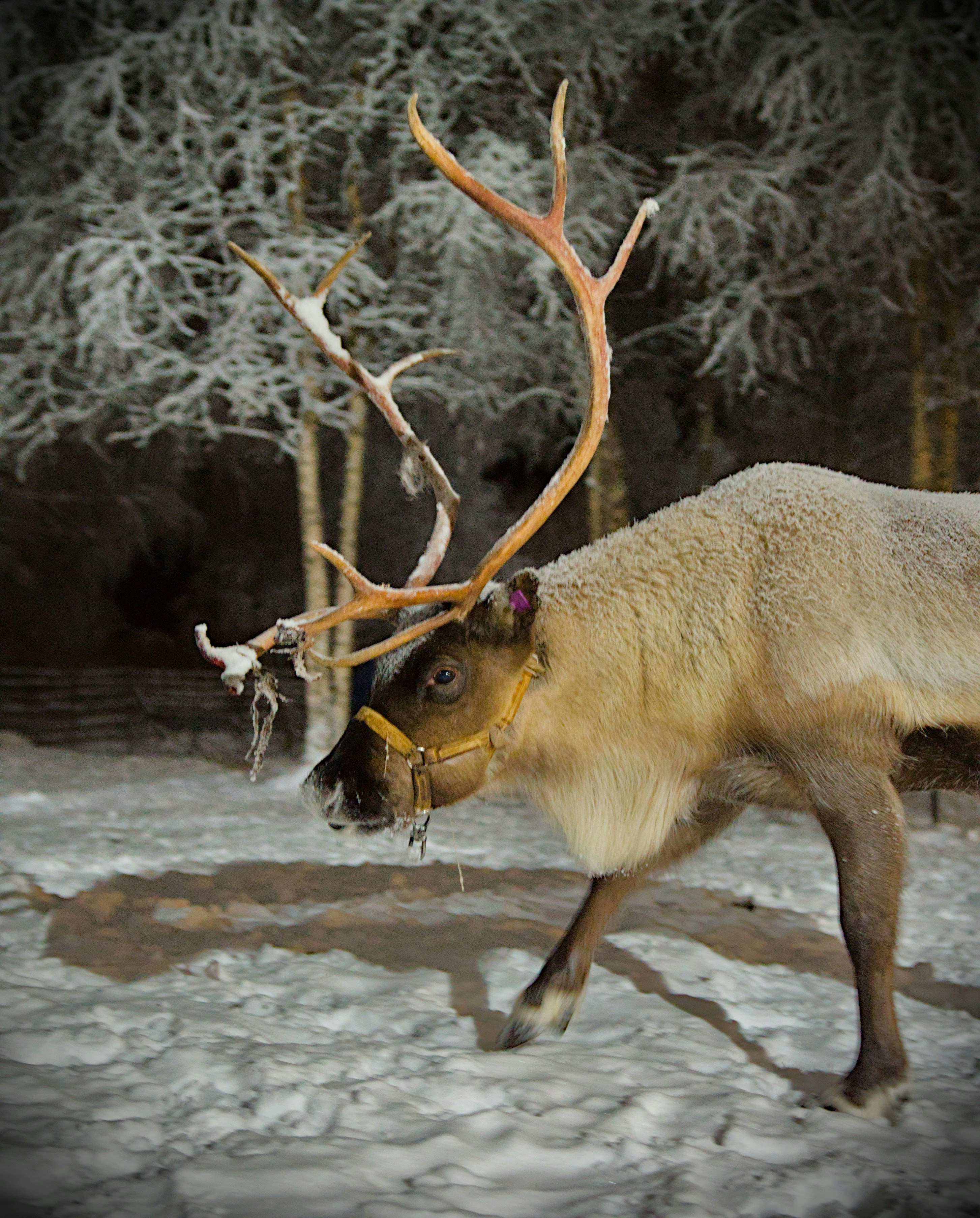 A reindeer in a snowy landscape at night