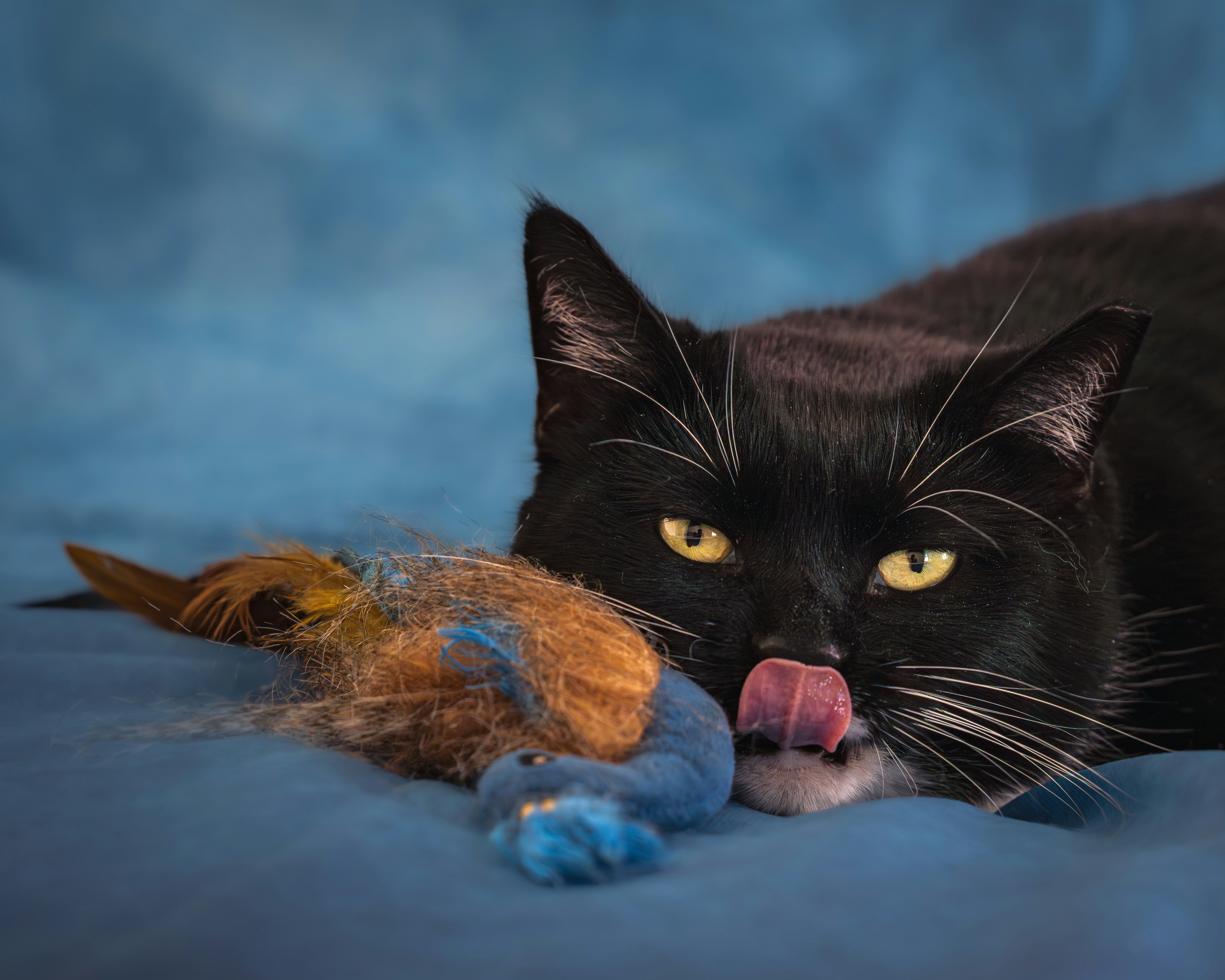 Black Cat with Tongue Out and Plush Toy on Blue Fabric